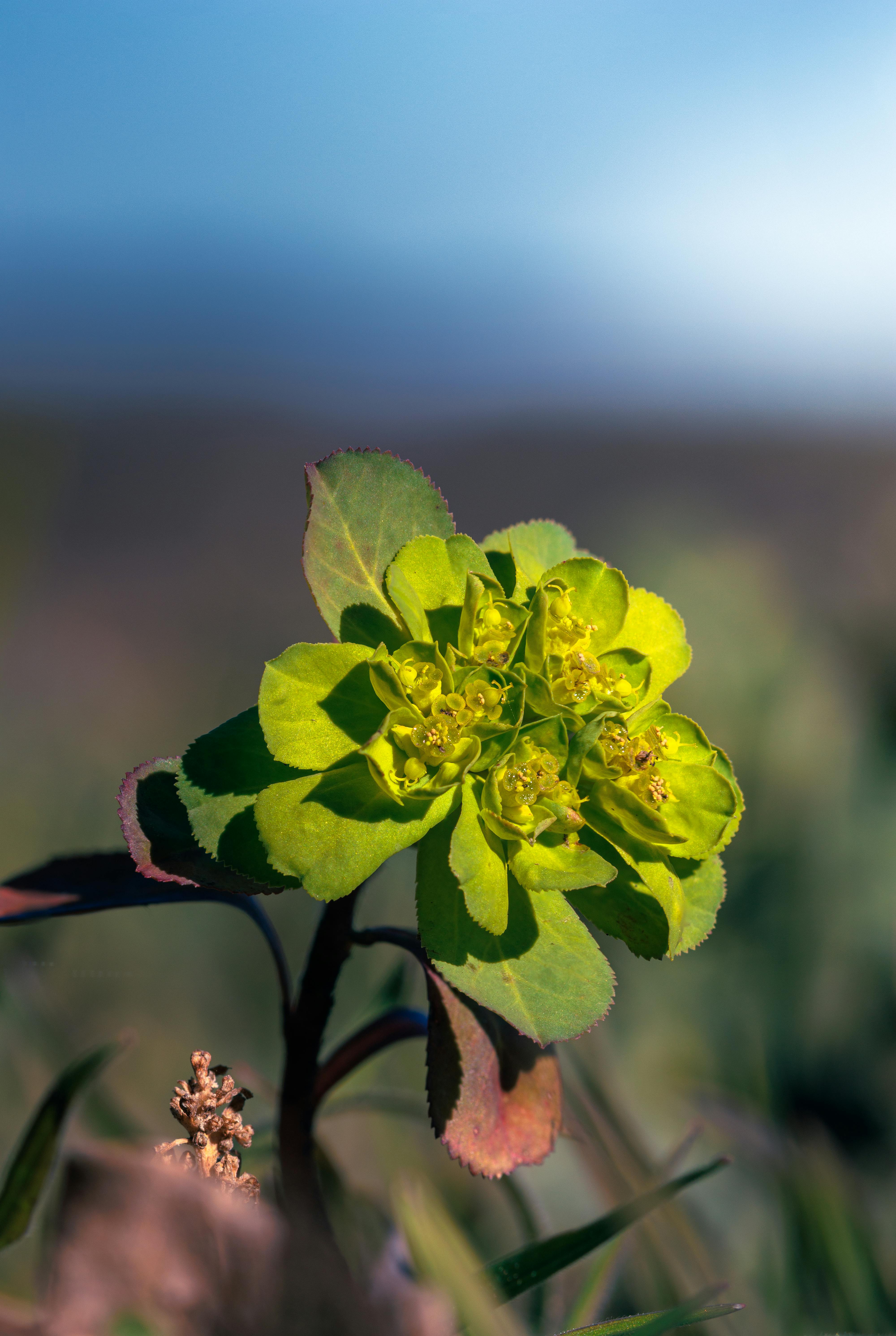 Bract Kanto Photos, Download The BEST Free Bract Kanto Stock Photos ...