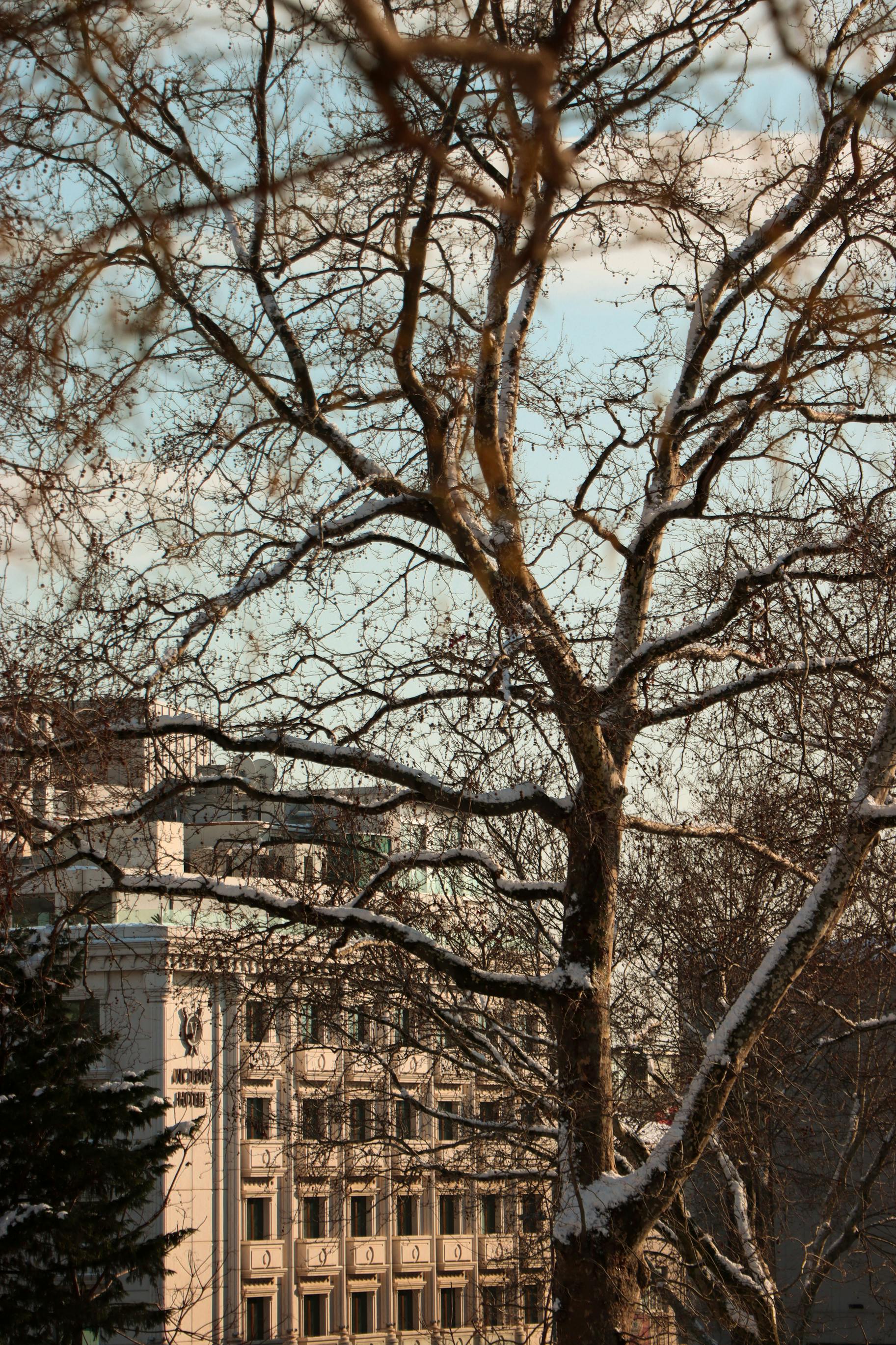 Traditional Tenement Behind an Empty Tree in Istanbul · Free Stock Photo