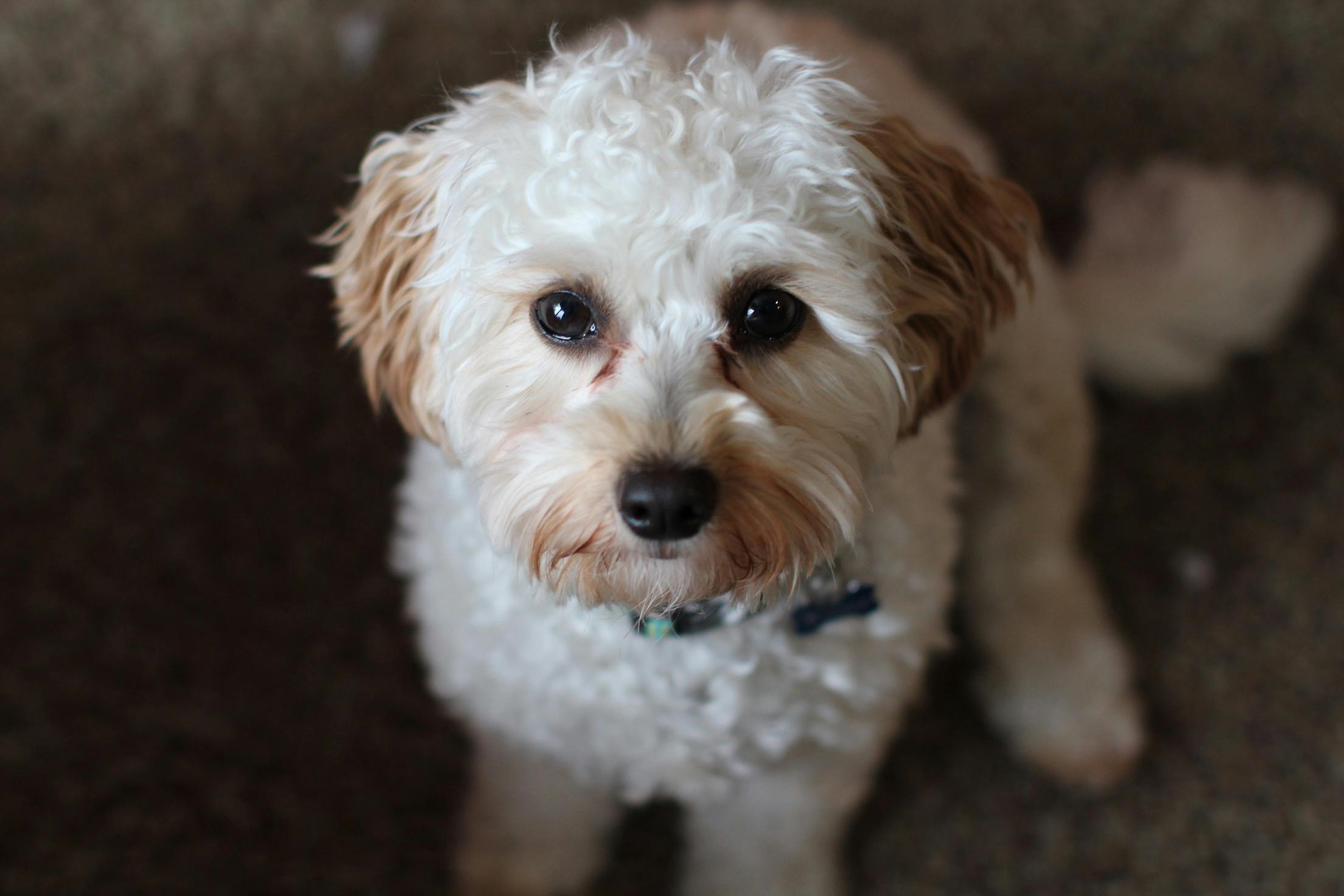 Free stock photo of cavapoo, dog, puppy