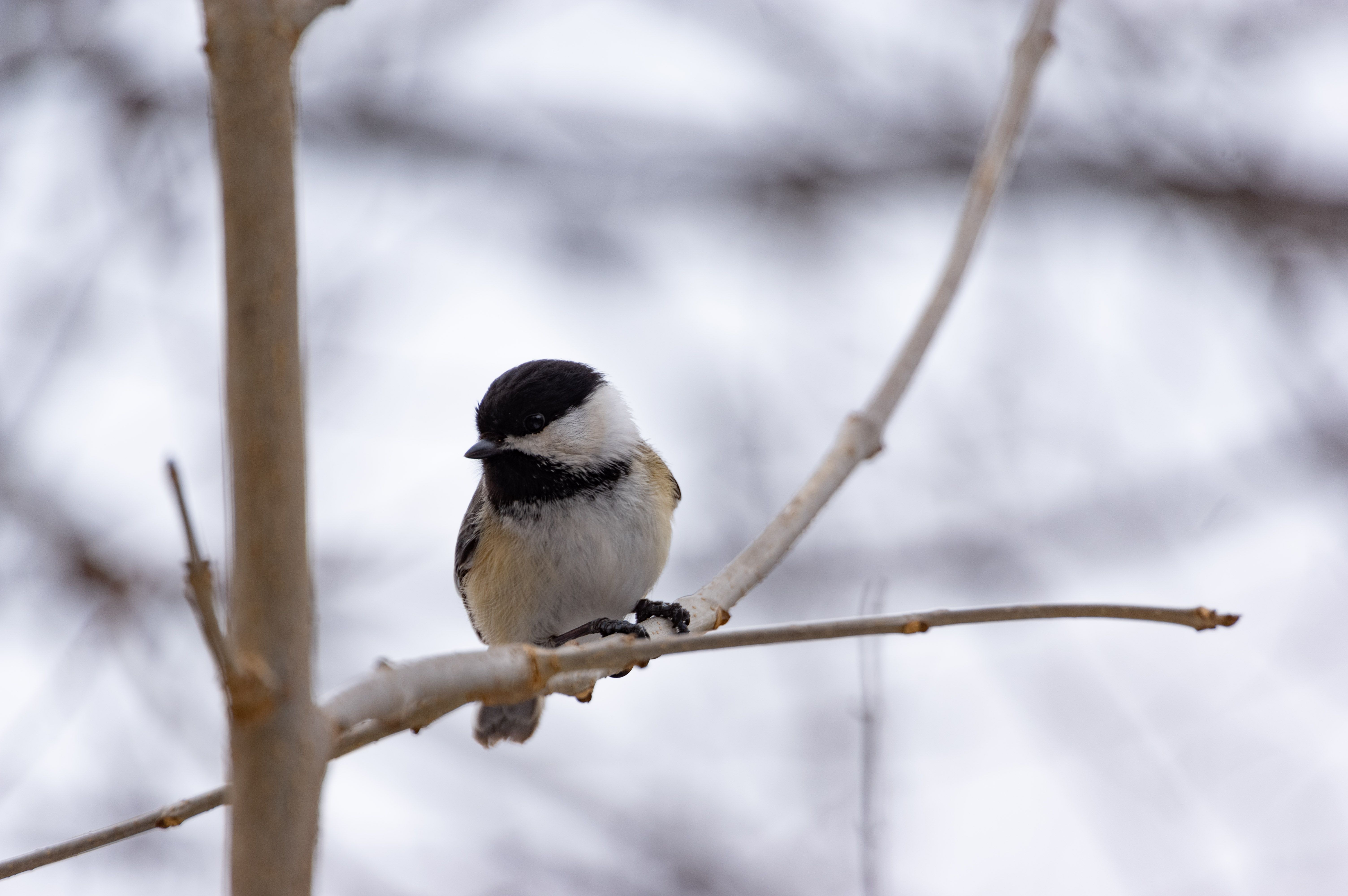 Close-Up Shot of a Chickadee · Free Stock Photo
