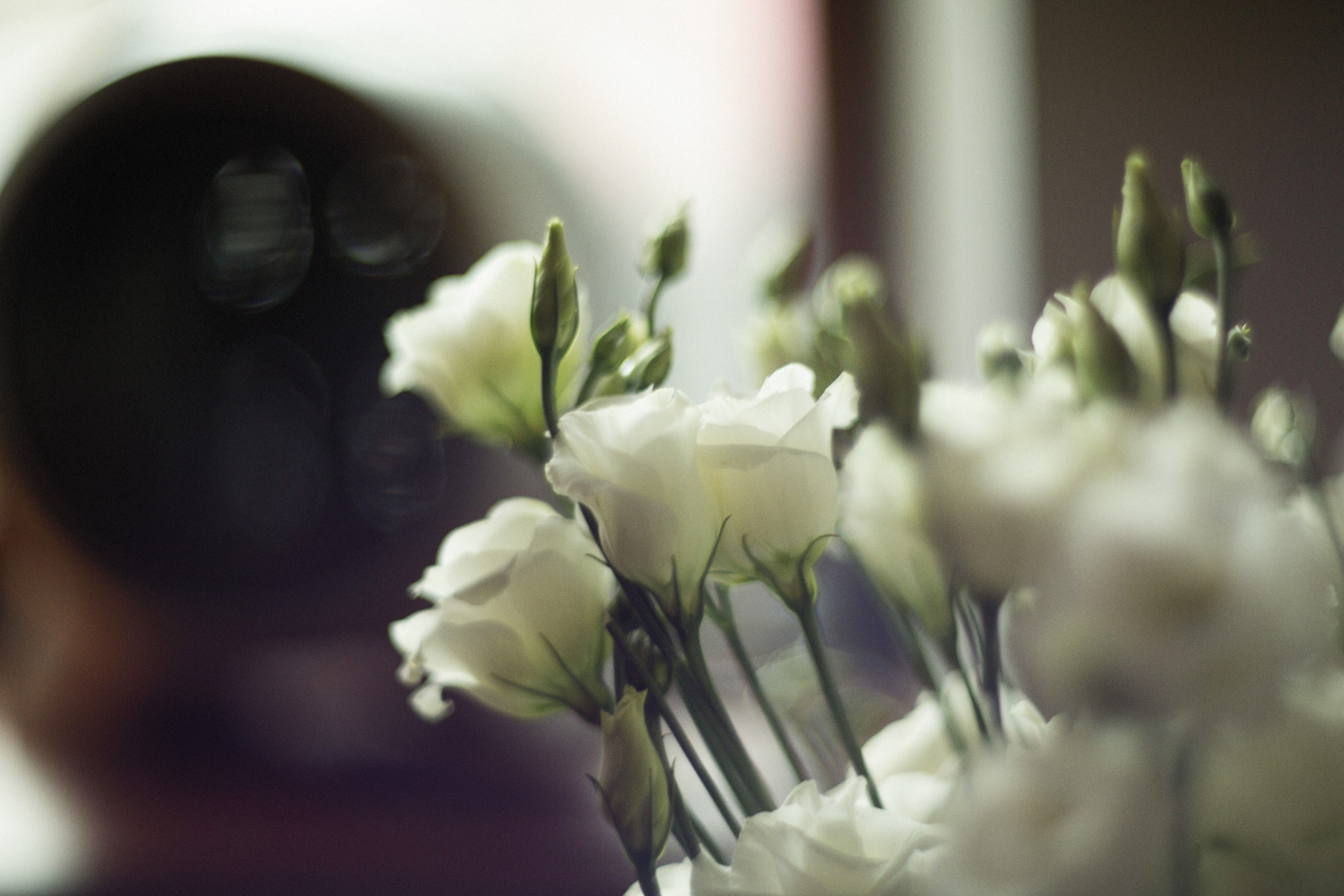 A Close-Up Shot of White Roses · Free Stock Photo