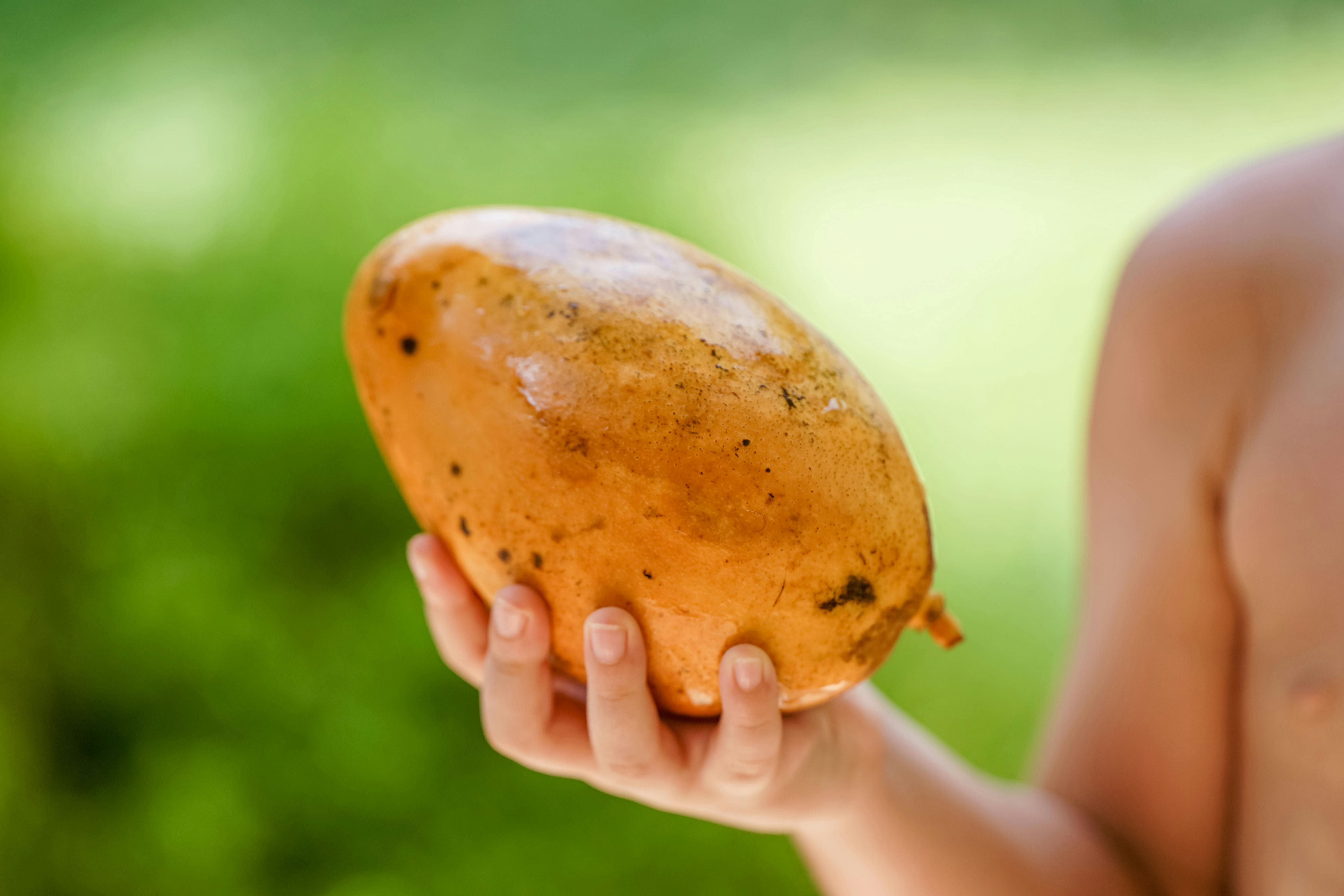 Mango Duck Food Photos, Download The BEST Free Mango Duck Food Stock ...