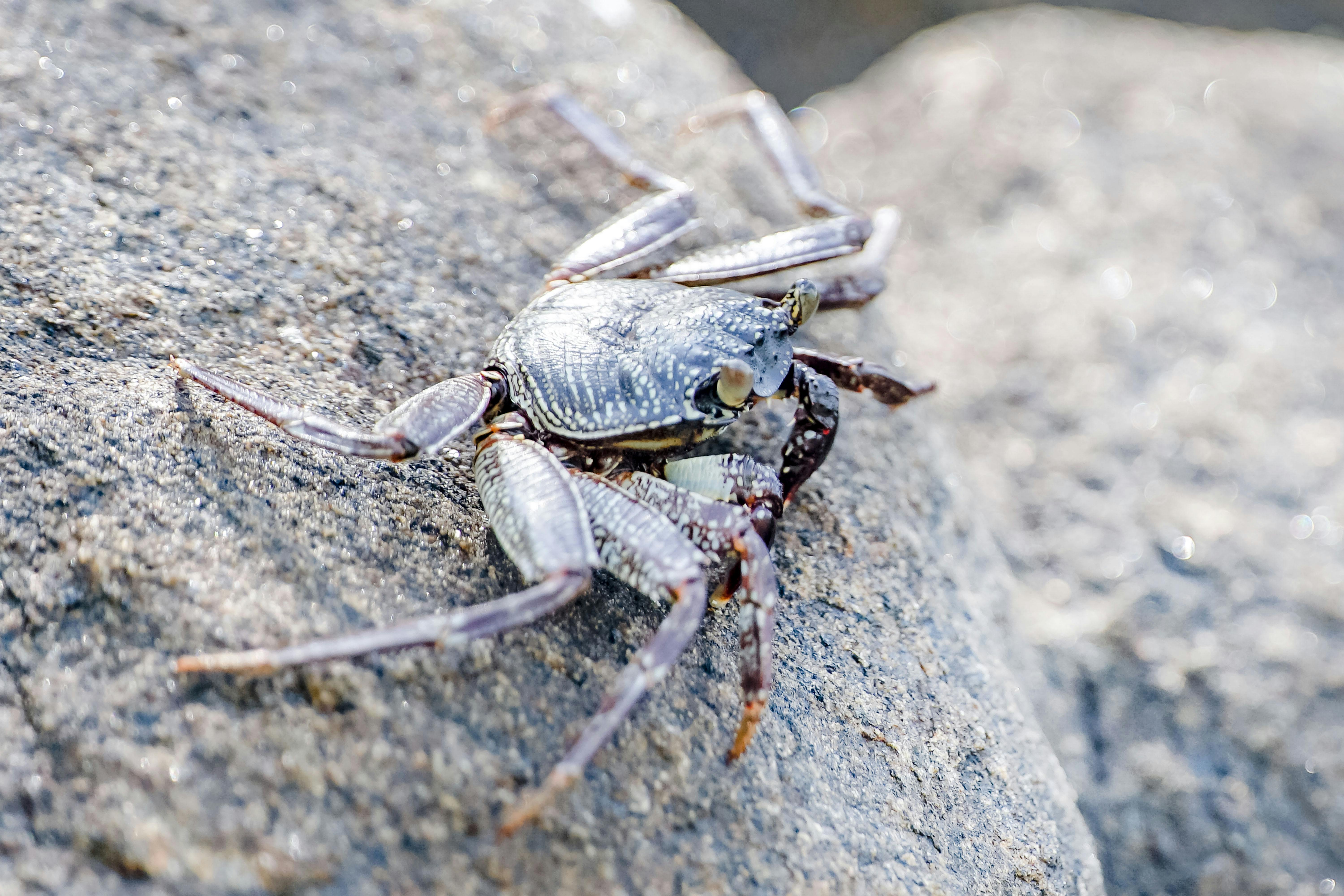 Close-Up Shot of a Crab on a Rock · Free Stock Photo