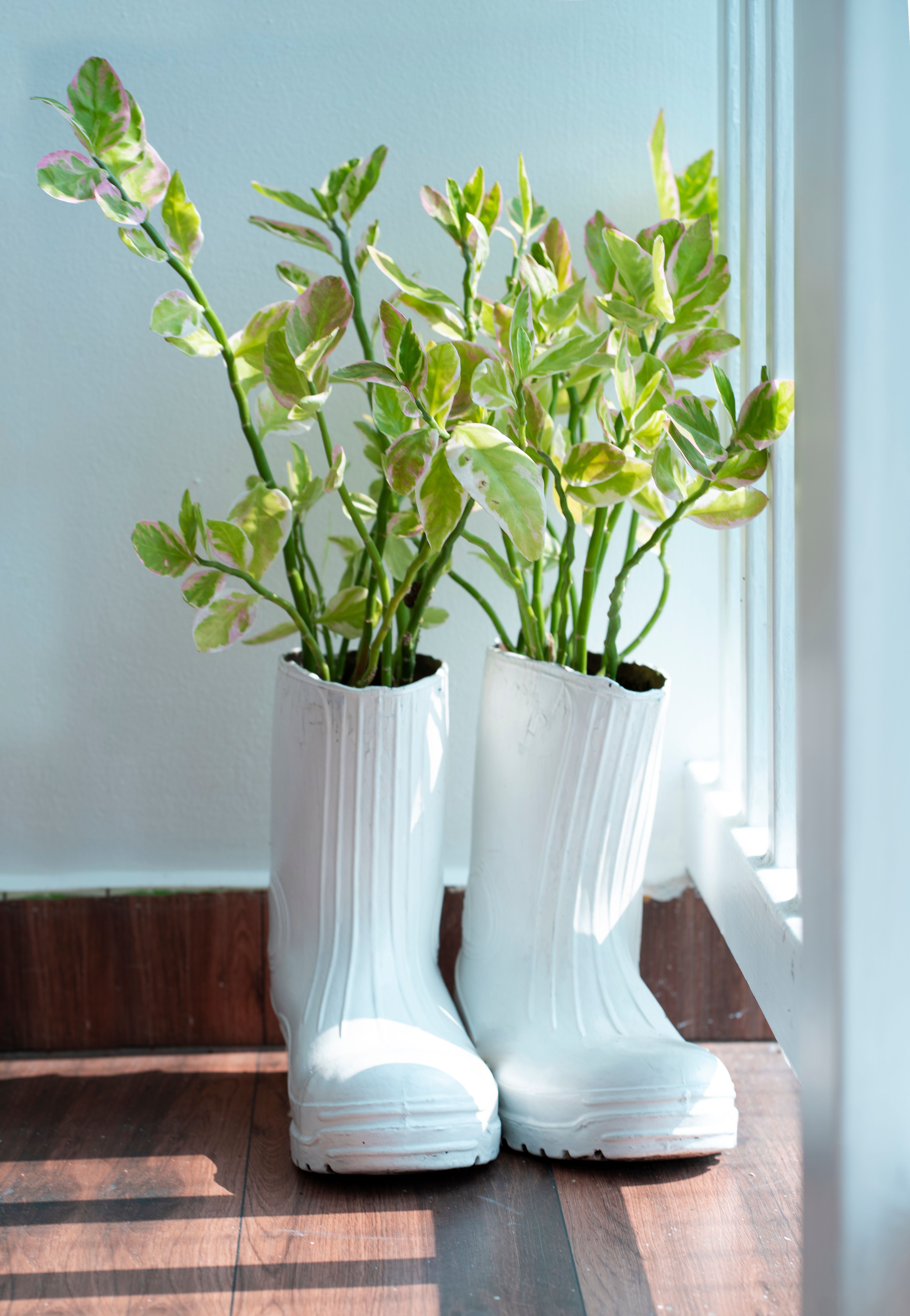 Plants in Boots · Free Stock Photo