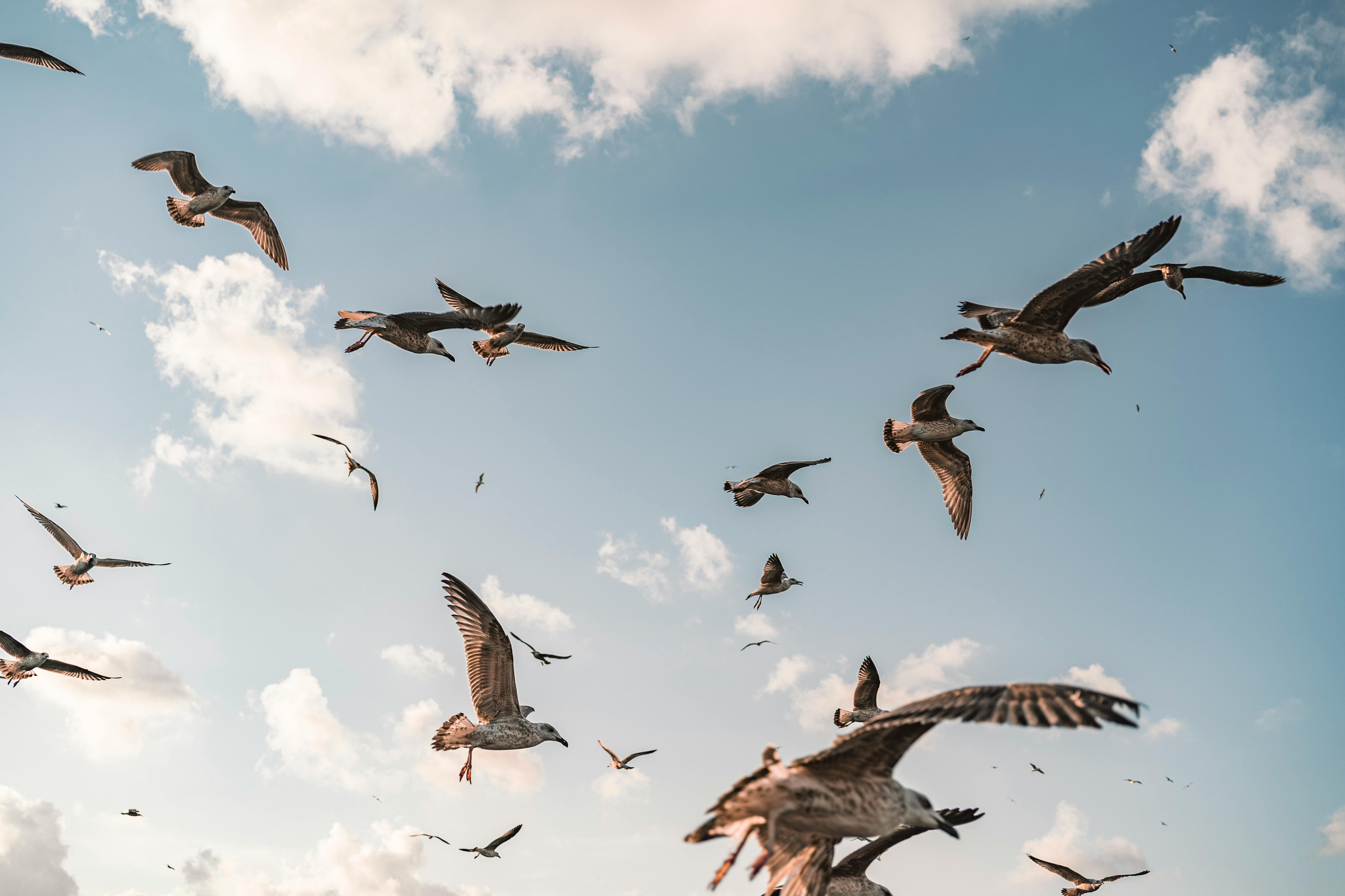 Low Angle Photography of Flock of Flying Gulls · Free Stock Photo