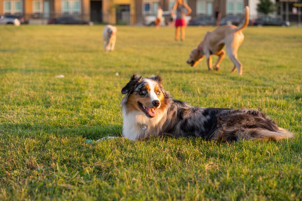 Unpacking Are Dogs Social Animals and Their Complex Behavior