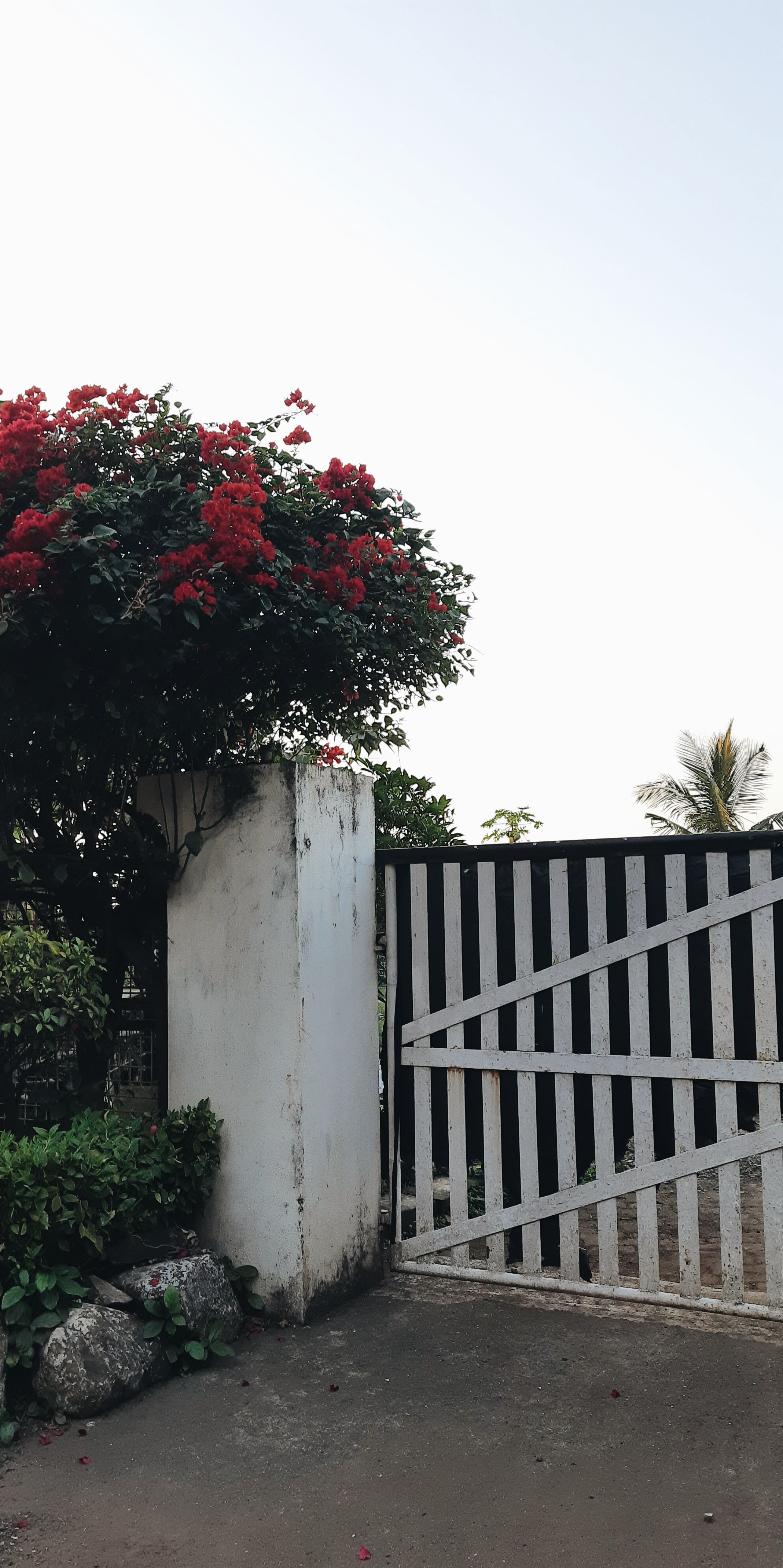 Green Plant with Red Flowers Beside White Wooden Gate · Free Stock Photo