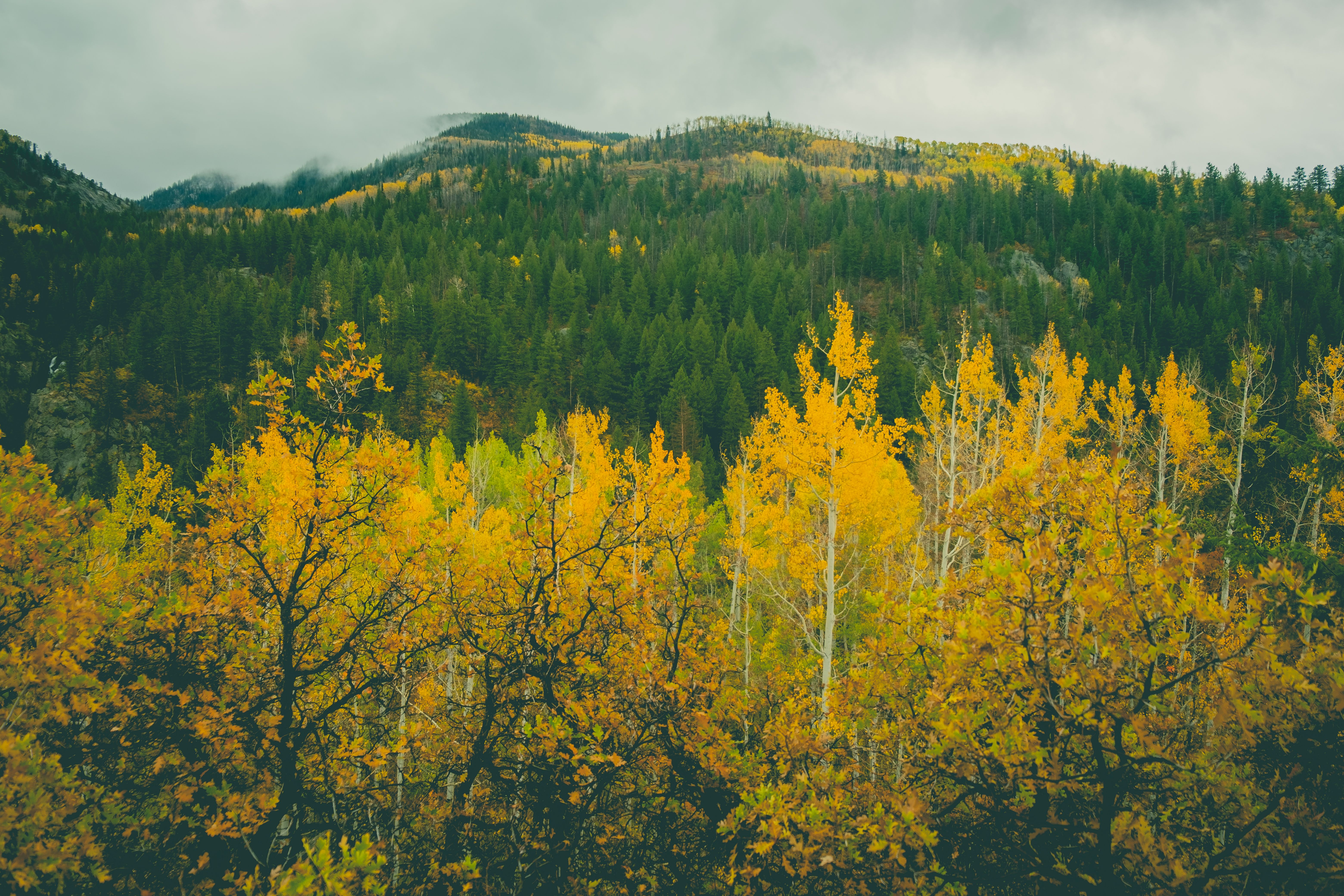 Trees with Yellow Leaves · Free Stock Photo