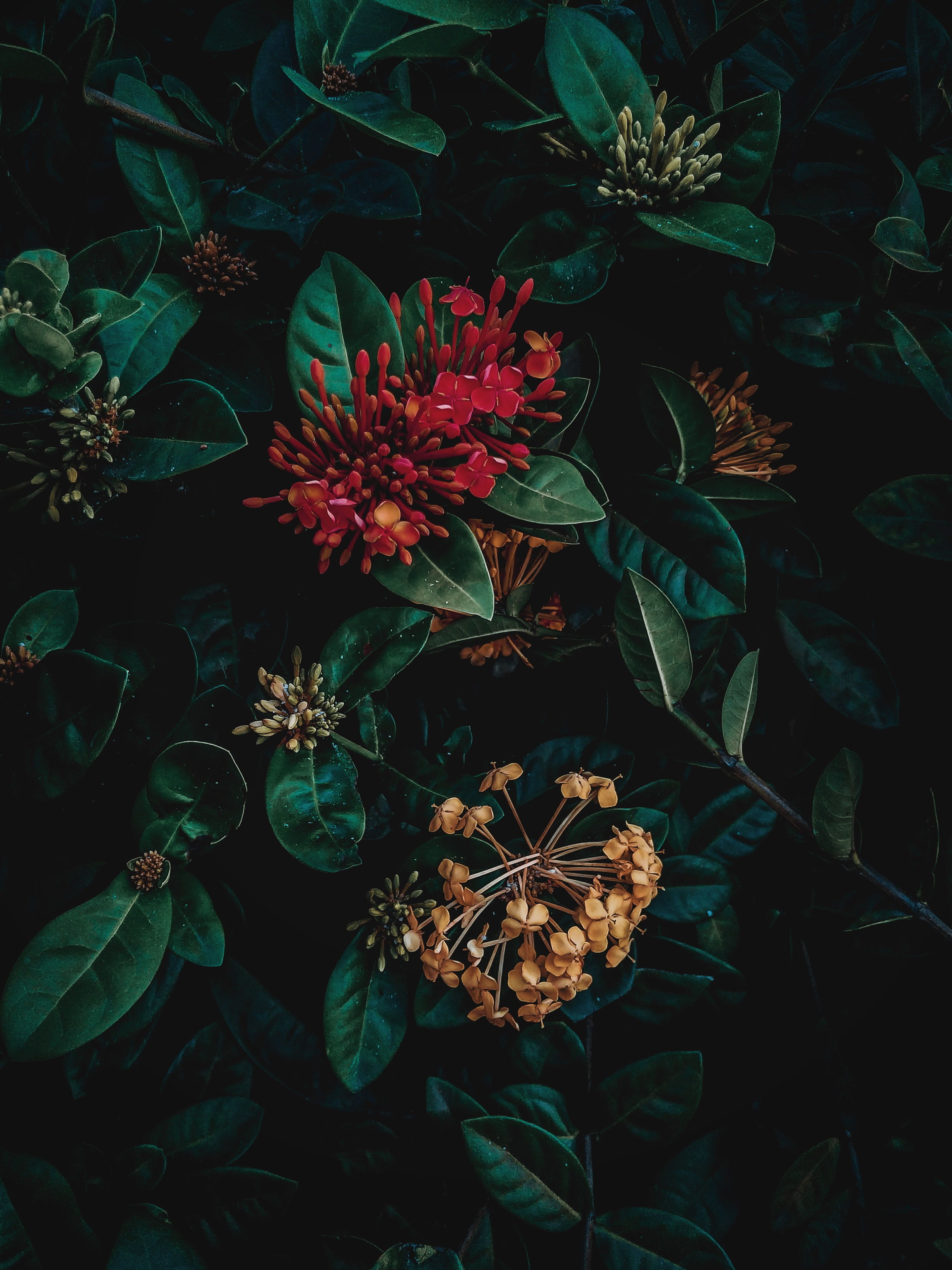 A Stone and Flowers · Free Stock Photo