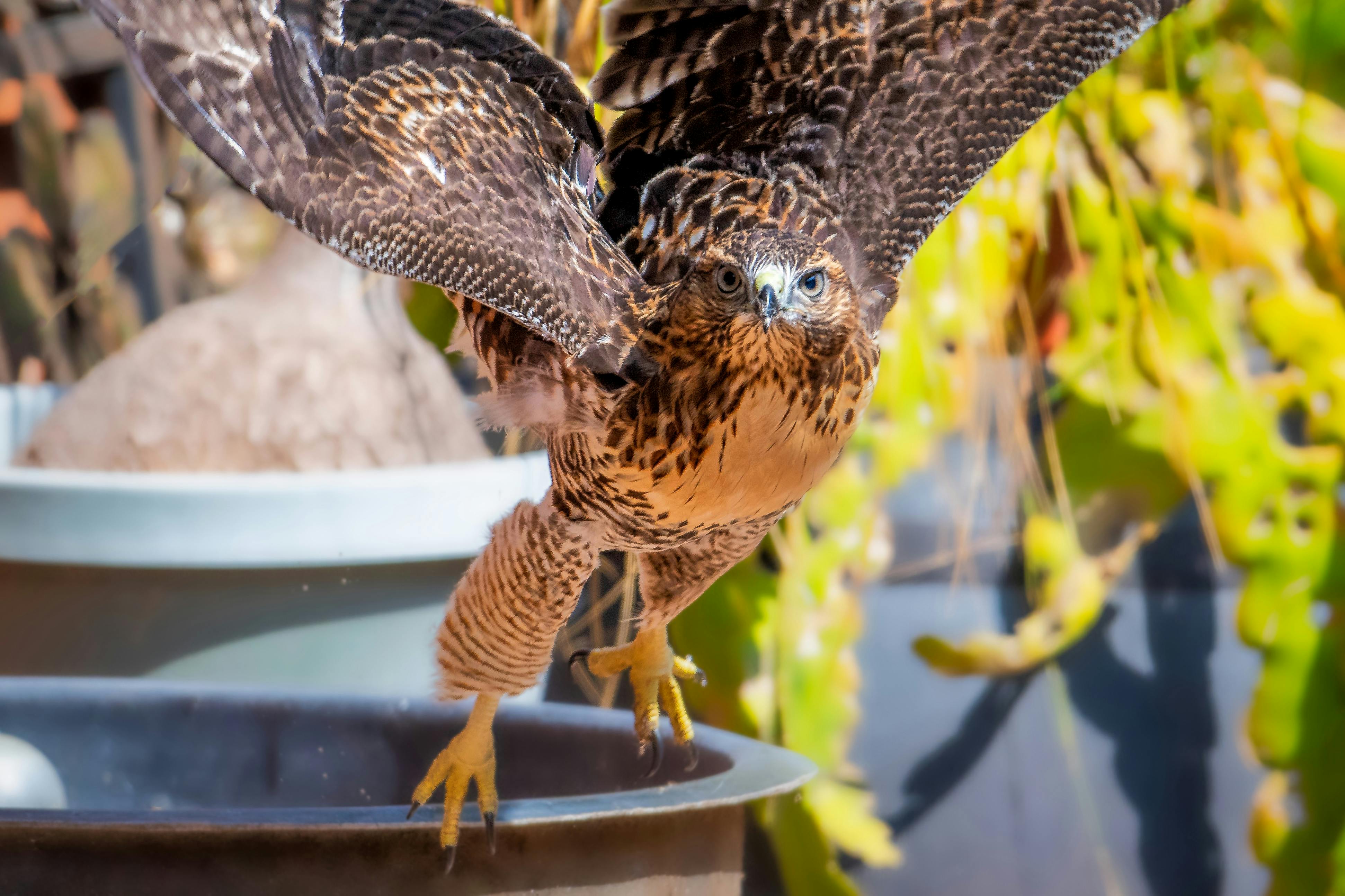 Close-Up Shot of a Hawk · Free Stock Photo