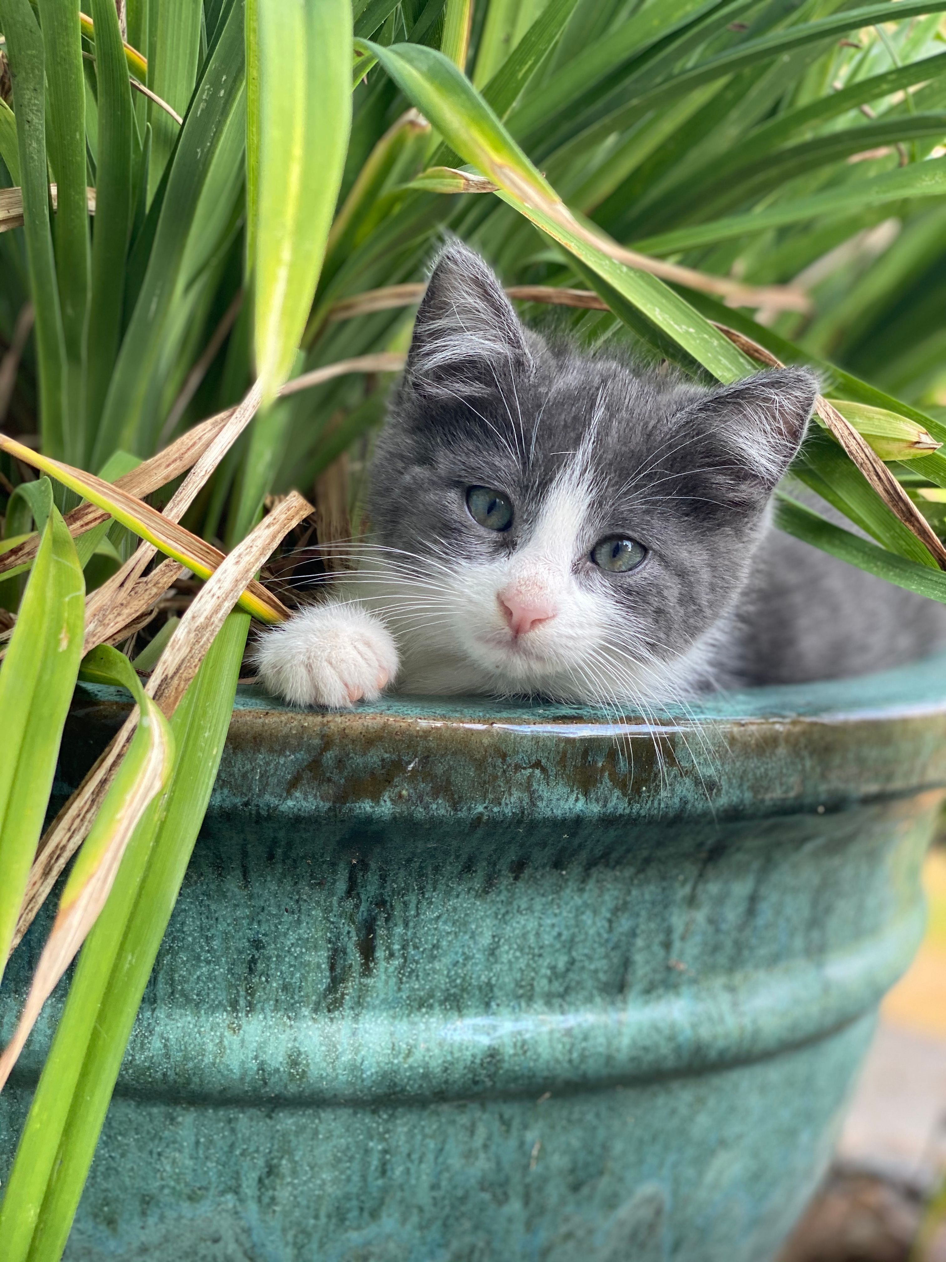 Close Up Photo of Cat in a Pot · Free Stock Photo