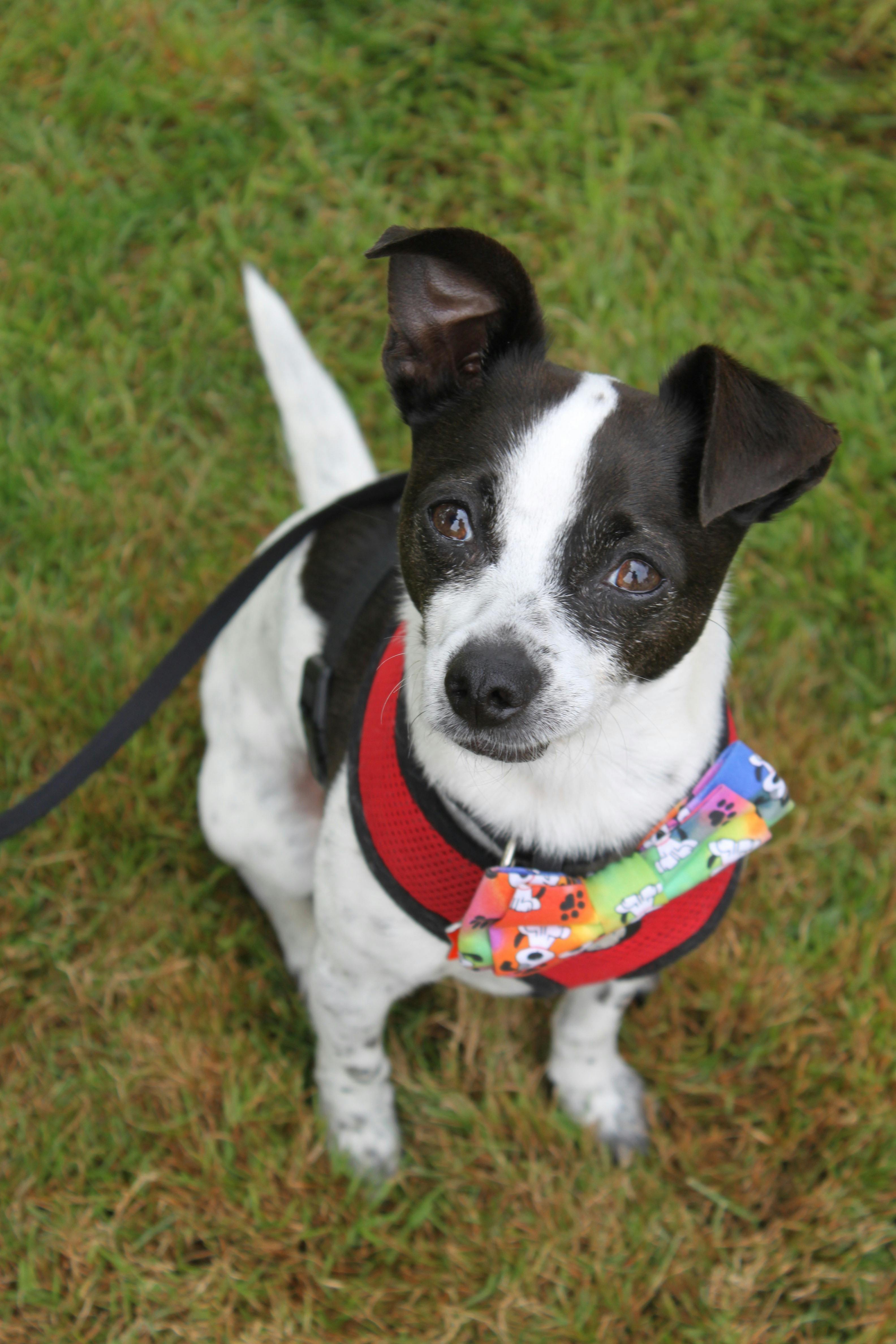 Rat Terrier Photos, Download The BEST Free Rat Terrier Stock Photos ...