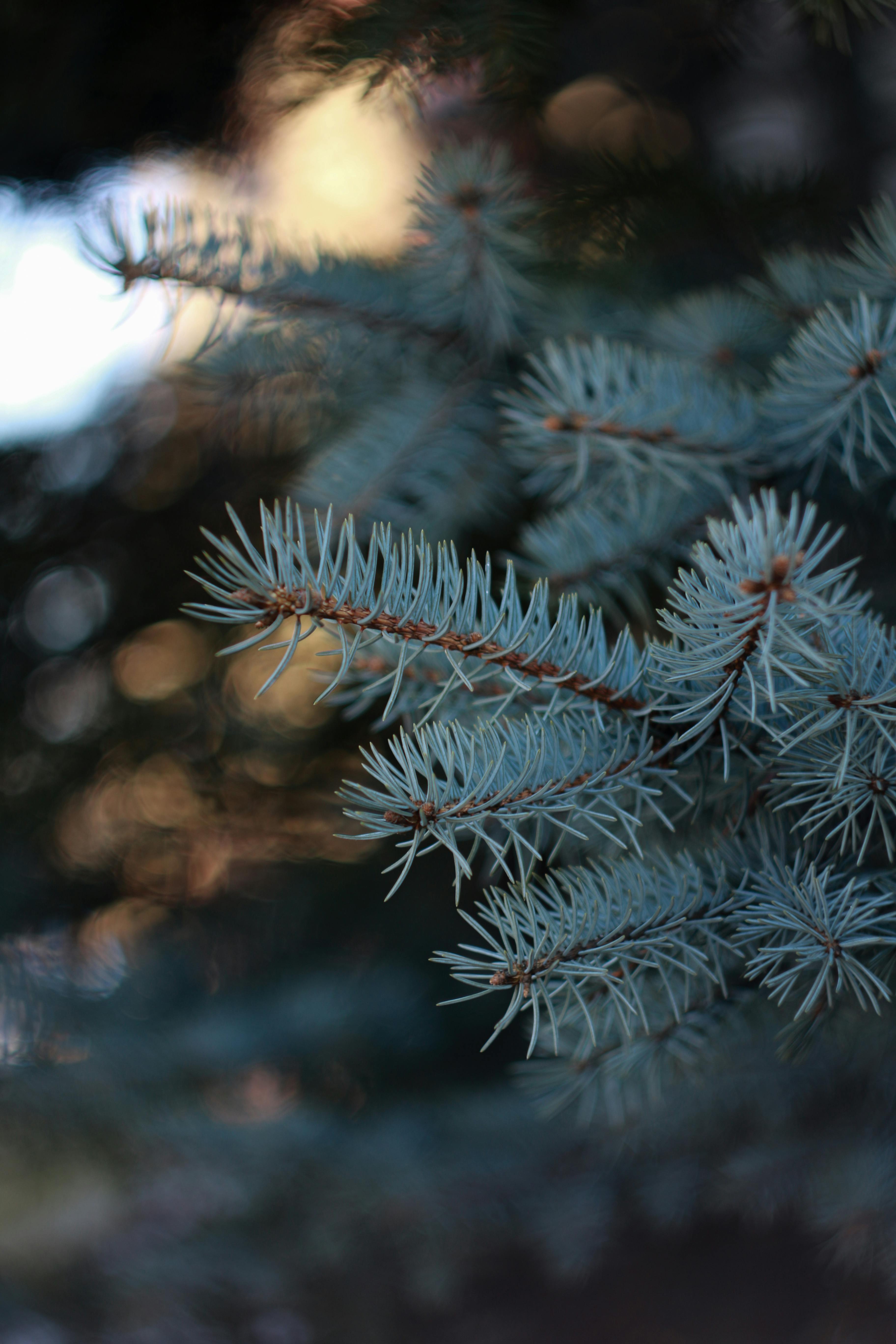 Blue Spruce Leaves Covered on Snow · Free Stock Photo