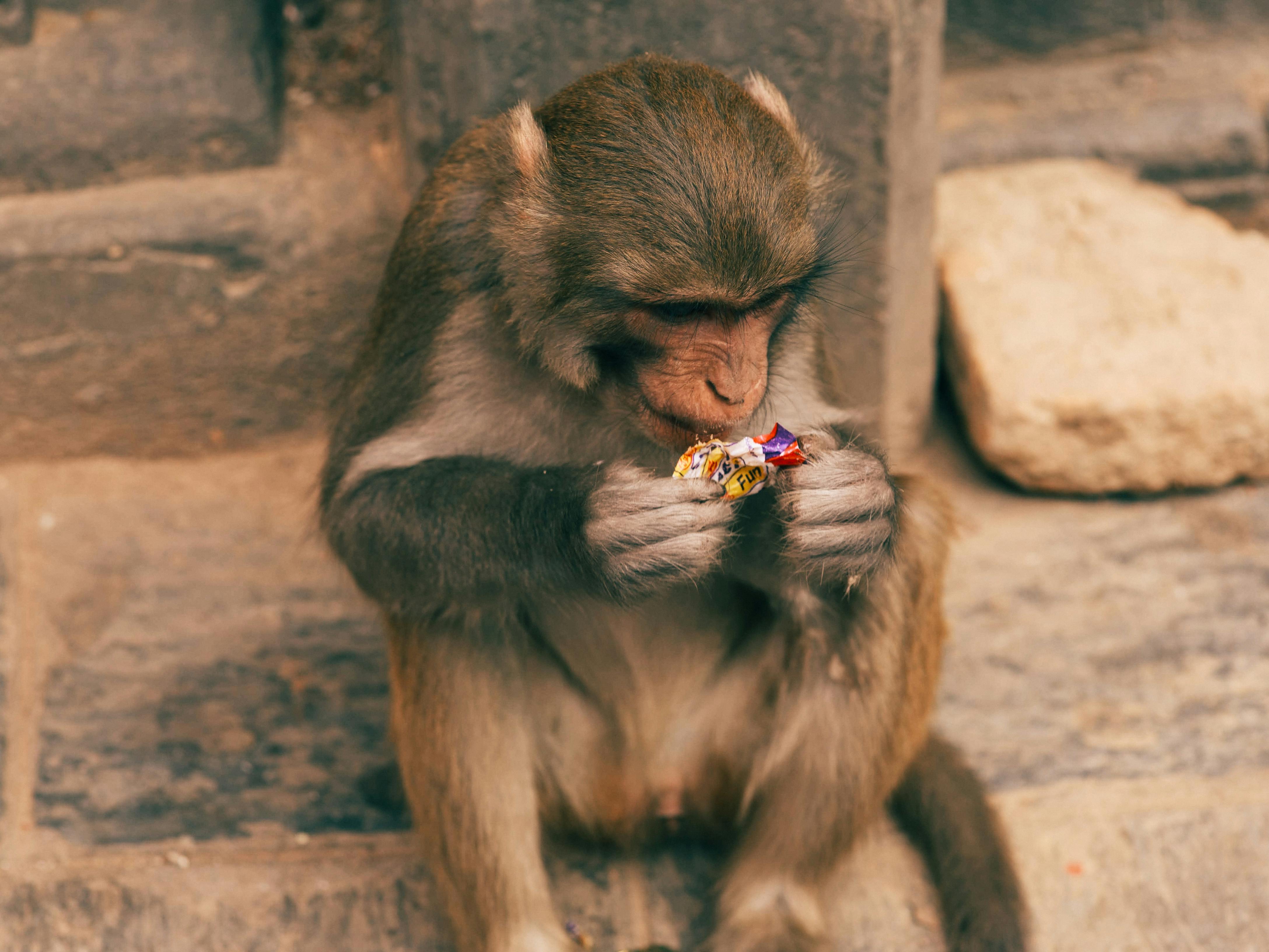 Beige Image of a Monkey Holding a Candy Wrapper · Free Stock Photo