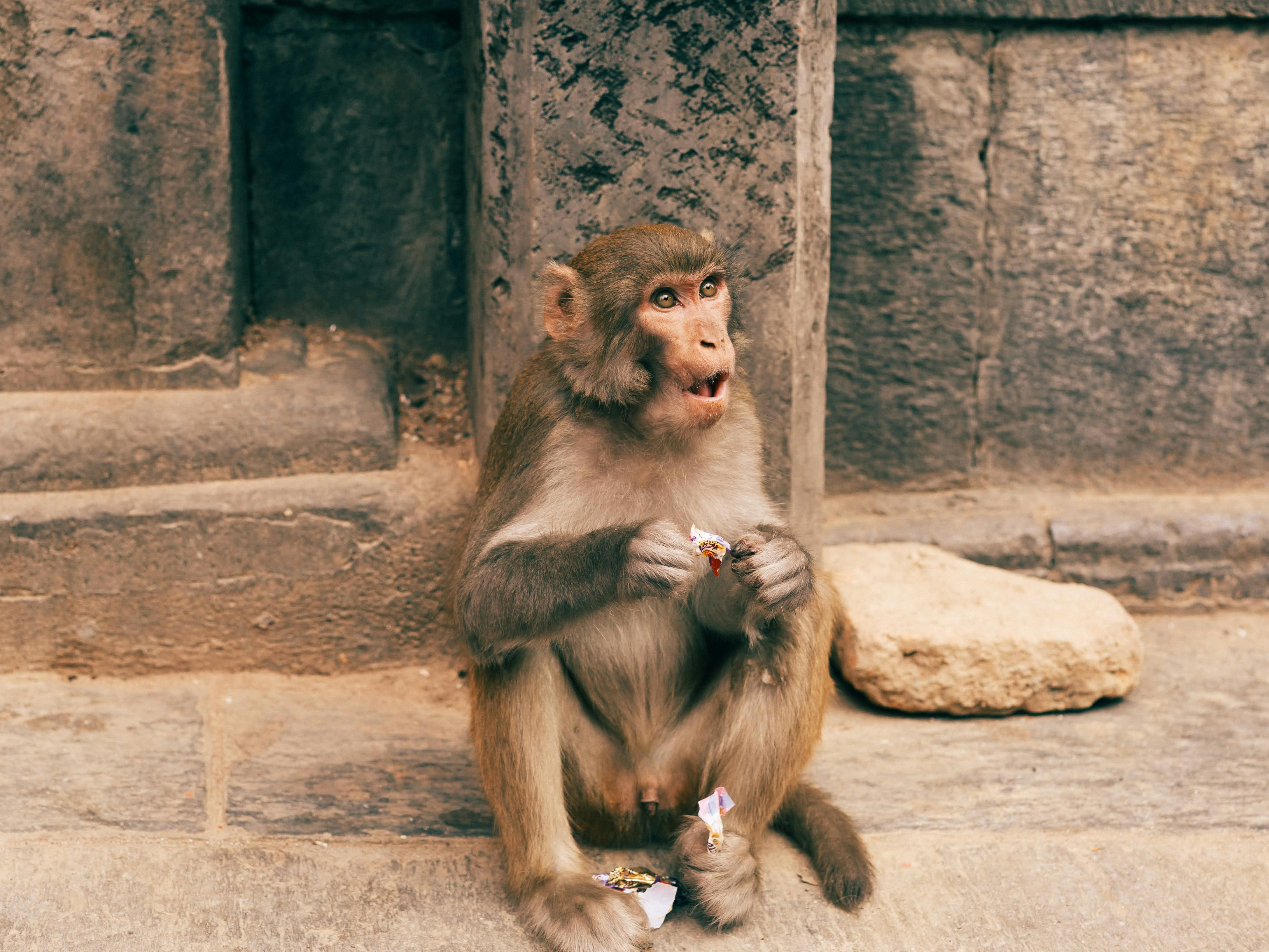 A Monkey Eating a Treat · Free Stock Photo