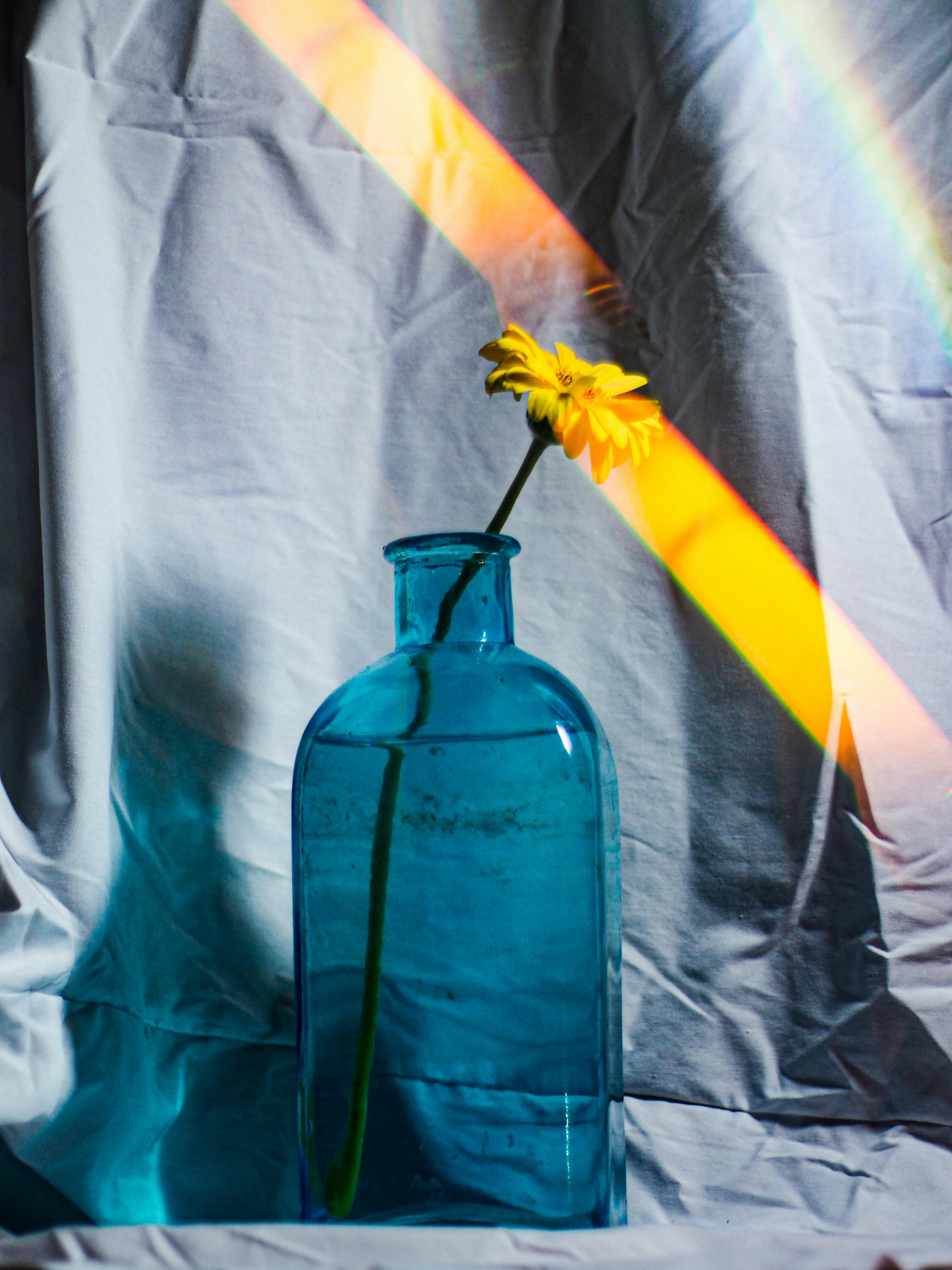 Flower in Bottle · Free Stock Photo