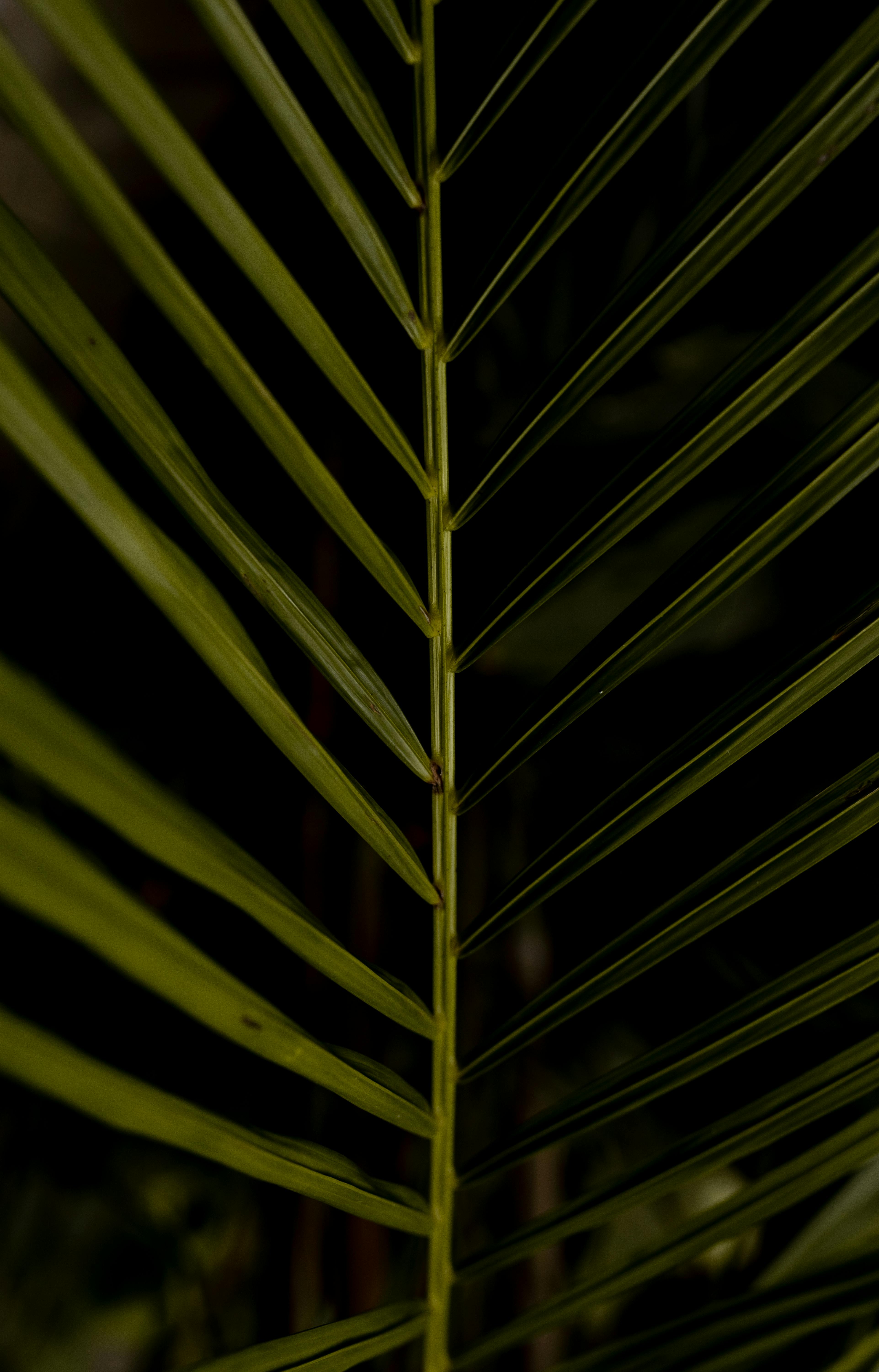 Close Up Photo of Palm Leaf · Free Stock Photo