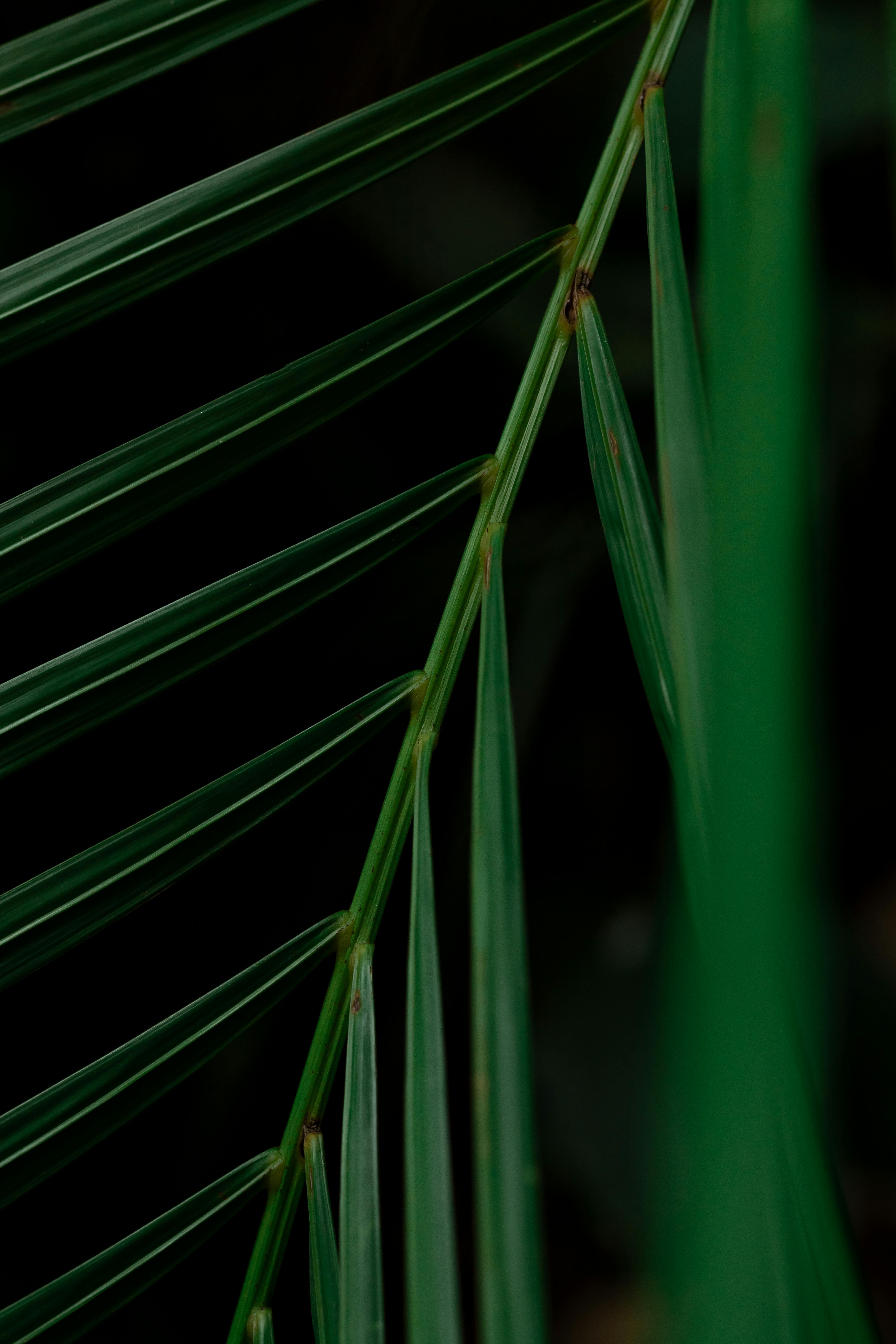 Close Up Photo of Palm Leaf · Free Stock Photo