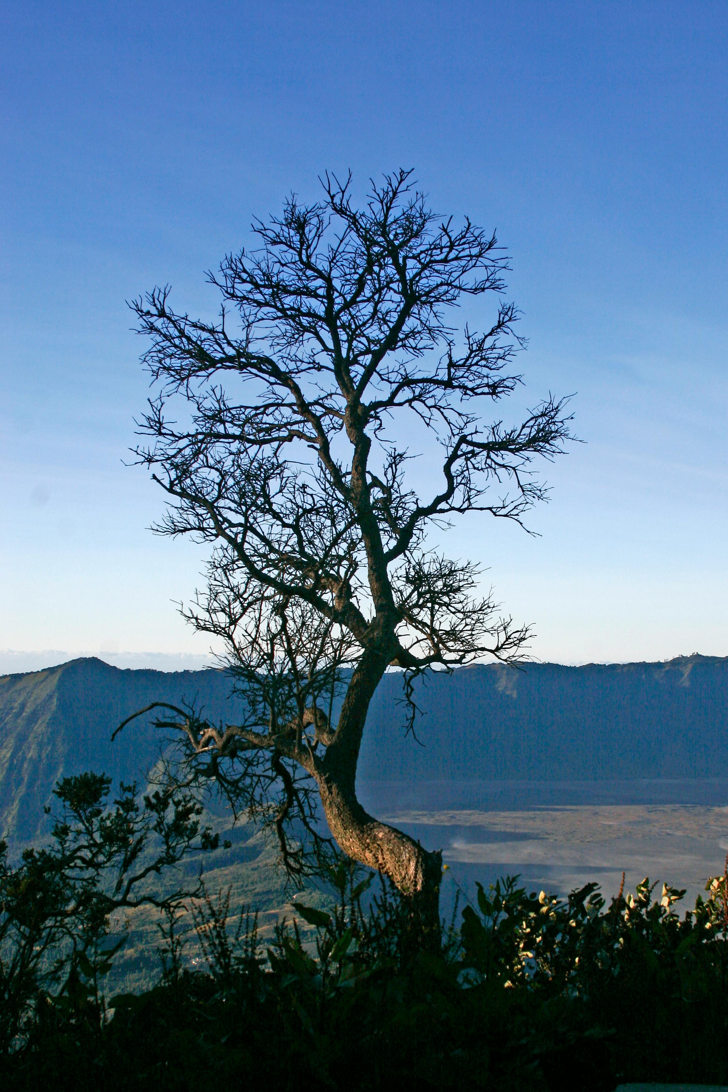 Photo of a Leafless Tree · Free Stock Photo