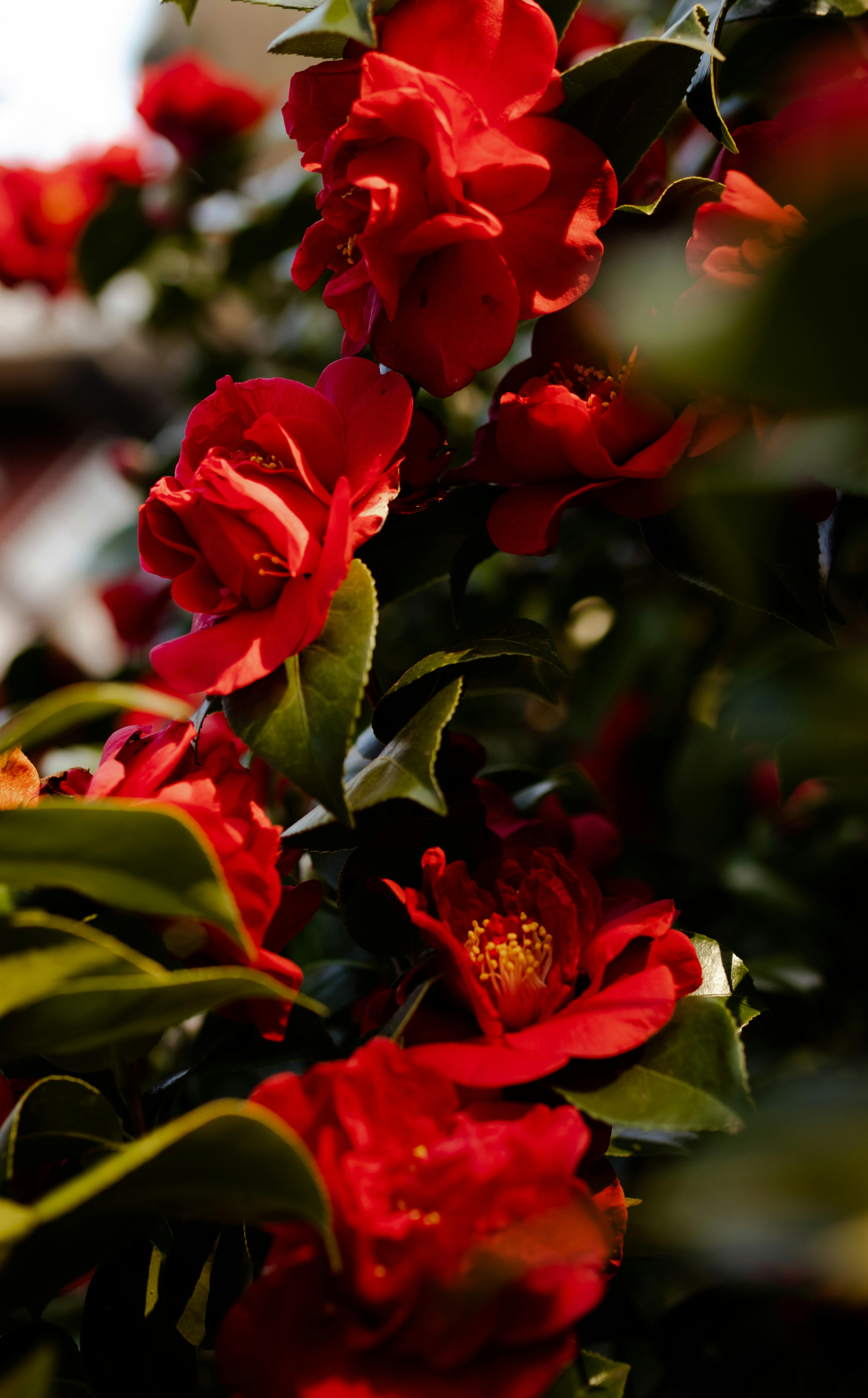 Red Flowers in Close Up Photography · Free Stock Photo