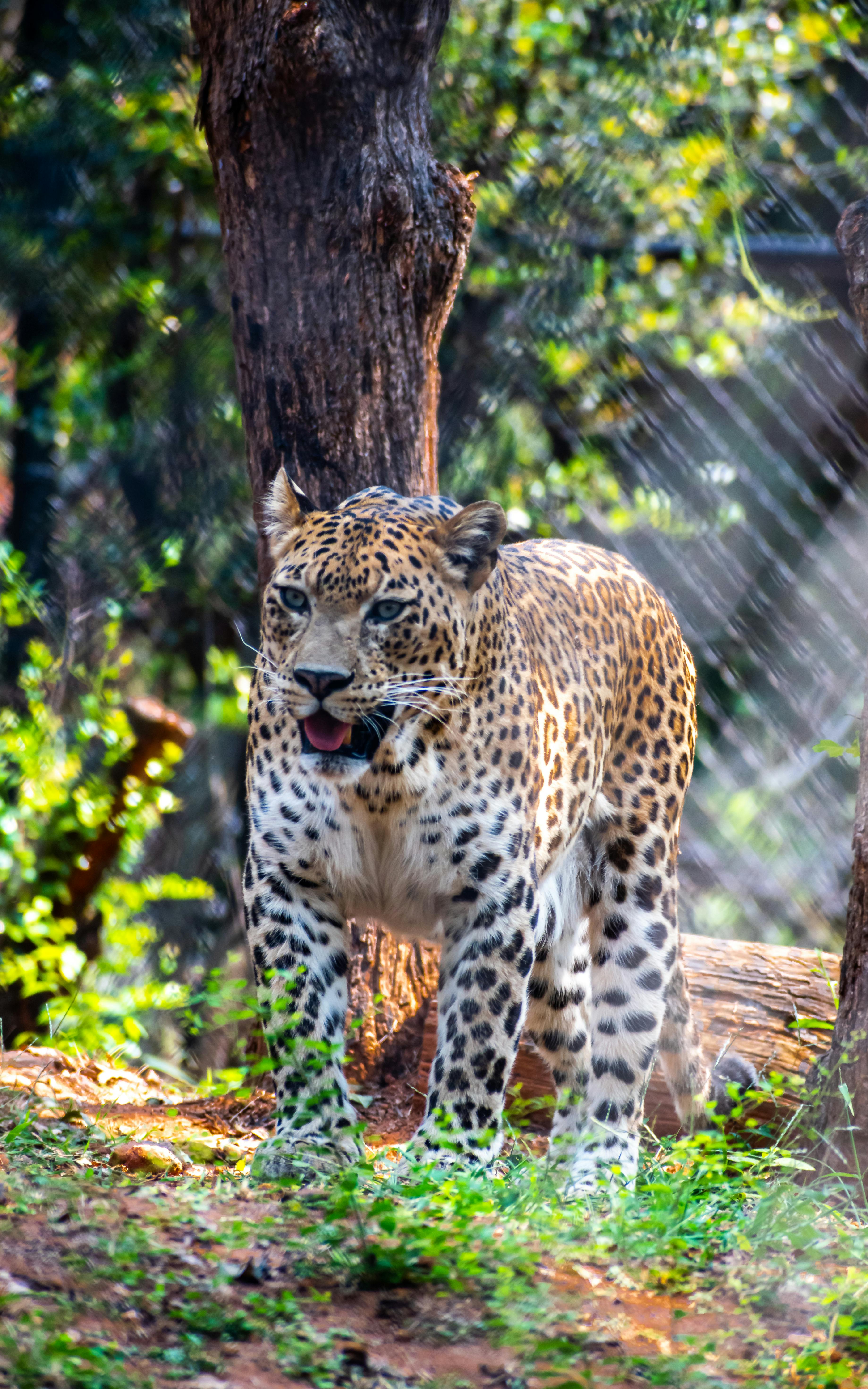 Photo of a Leopard · Free Stock Photo