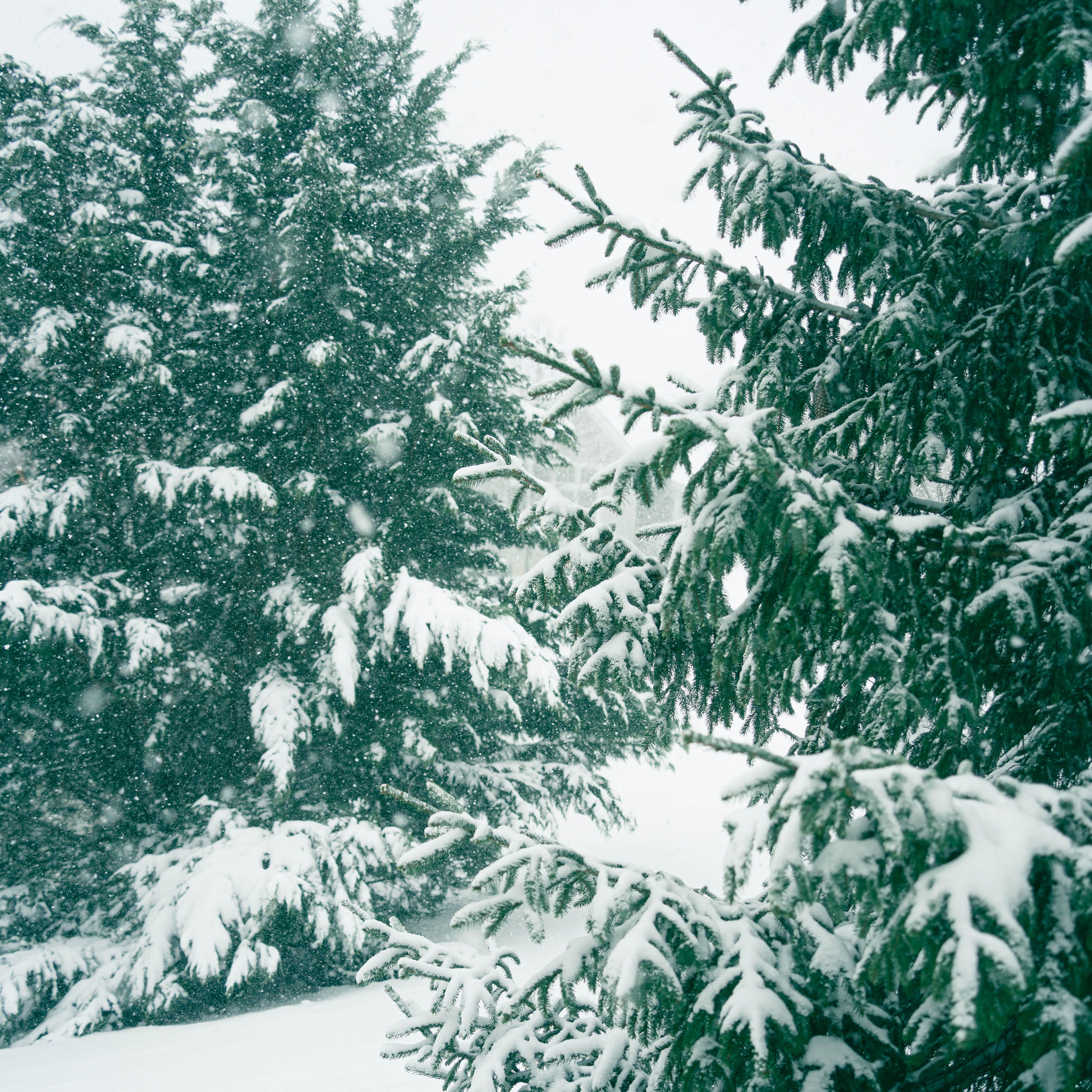 Snow Covered Green Forest Trees during Day · Free Stock Photo