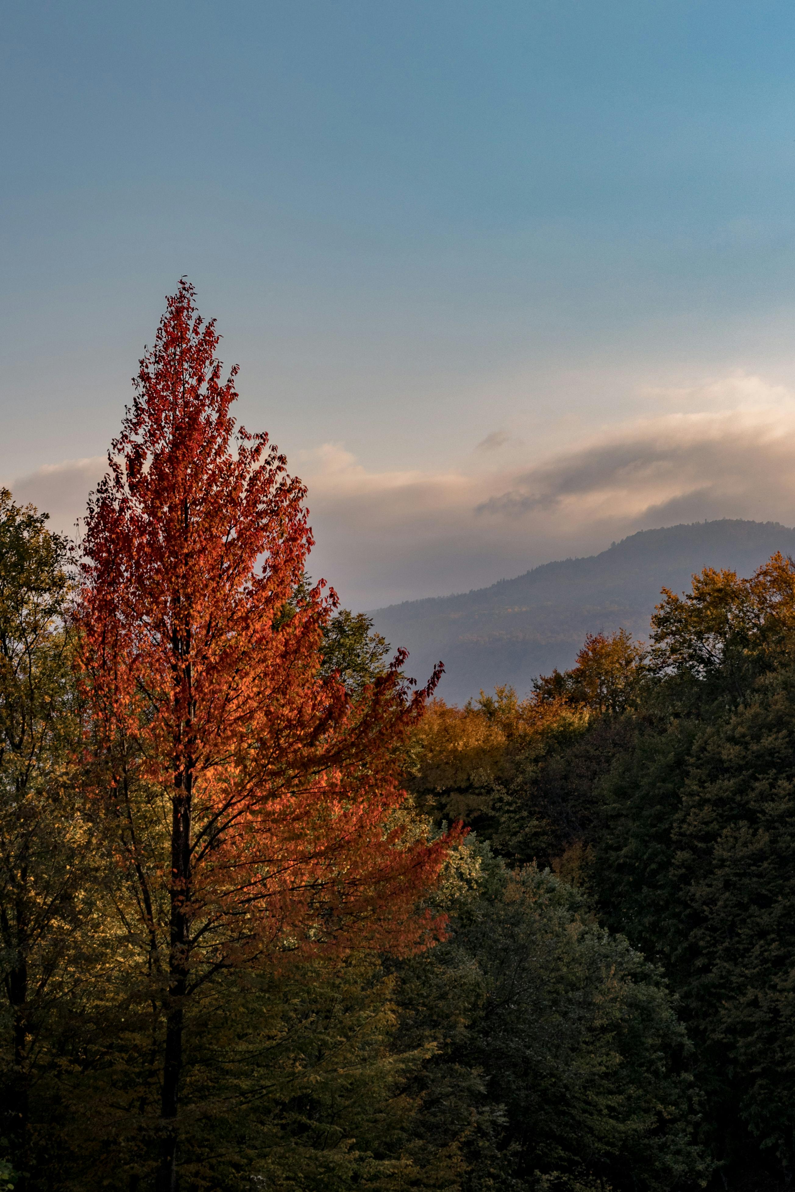Red and Green Trees Under Blue Sky · Free Stock Photo