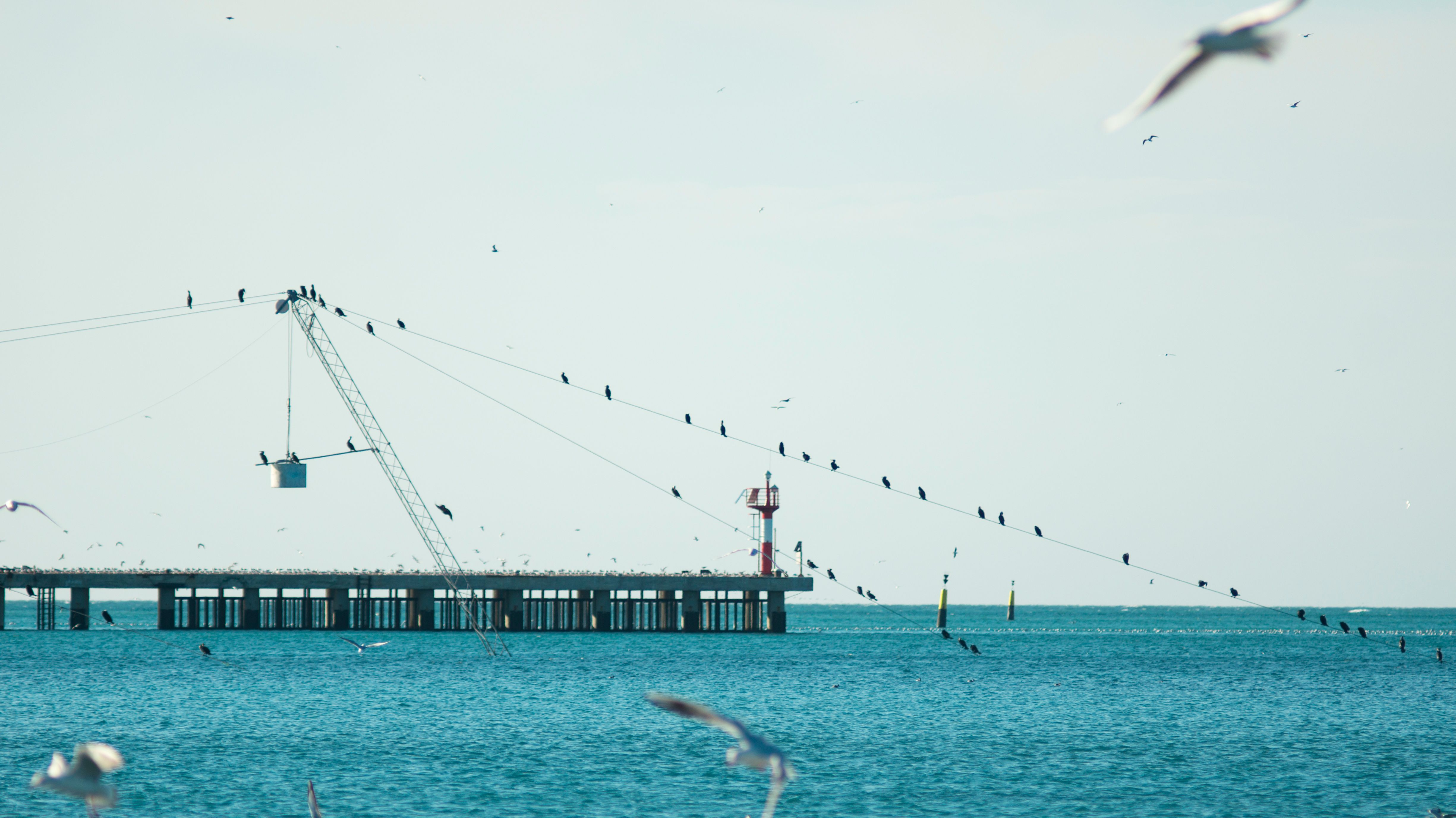 People Watching Birds Flying Above Sea · Free Stock Photo