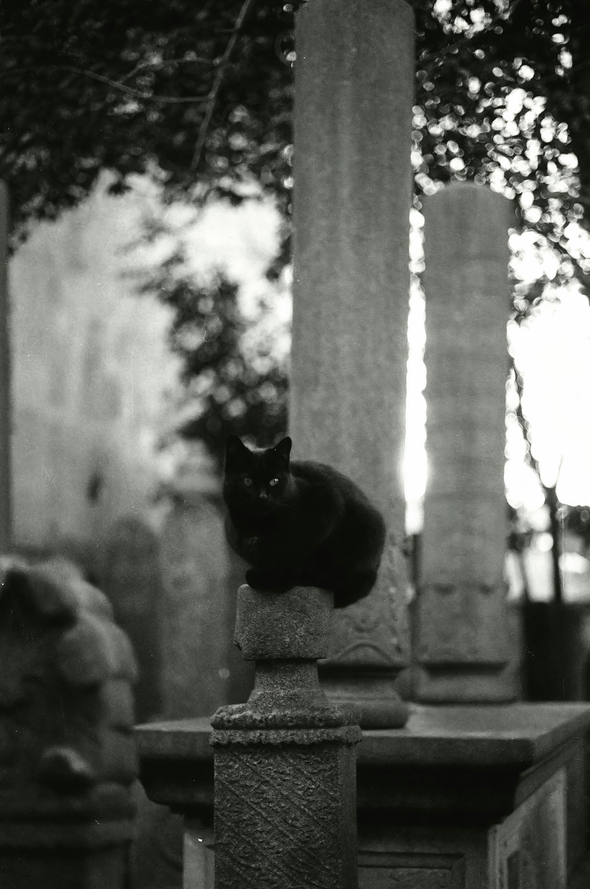 Cat Rock Art Photos, Download The BEST Free Cat Rock Art Stock Photos ...