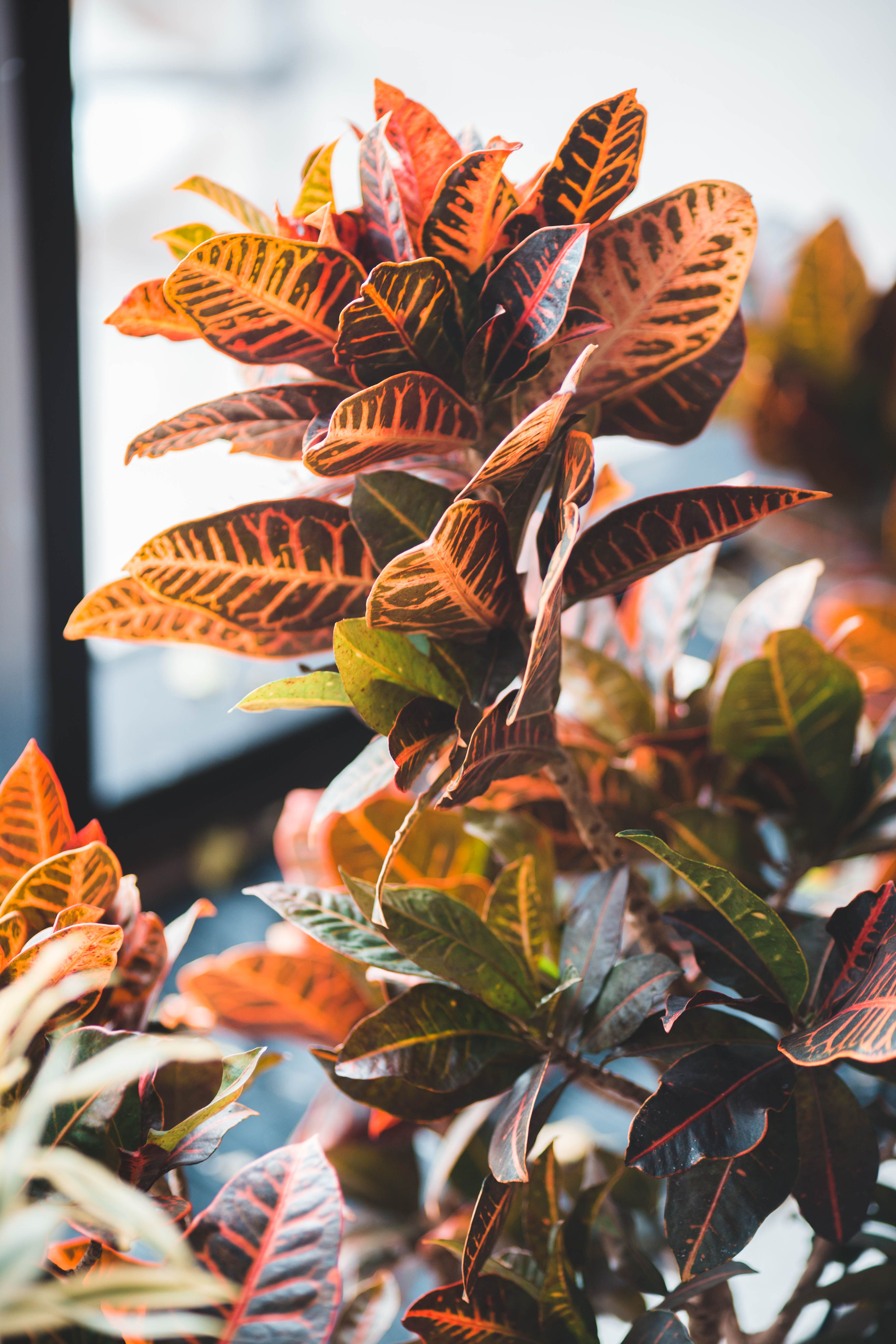Crotons Photos, Download The BEST Free Crotons Stock Photos & HD Images