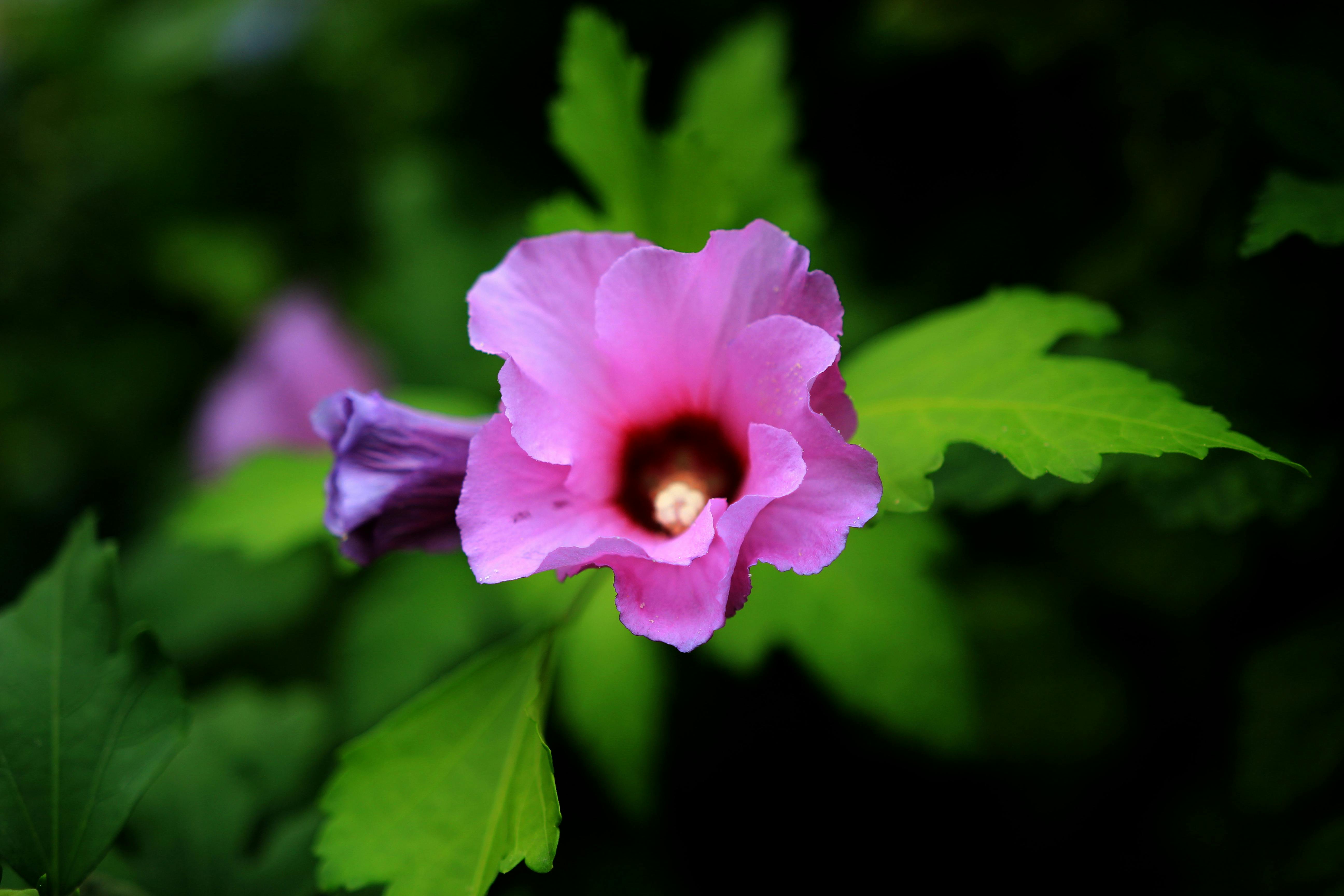 Photo of a Flower Field · Free Stock Photo