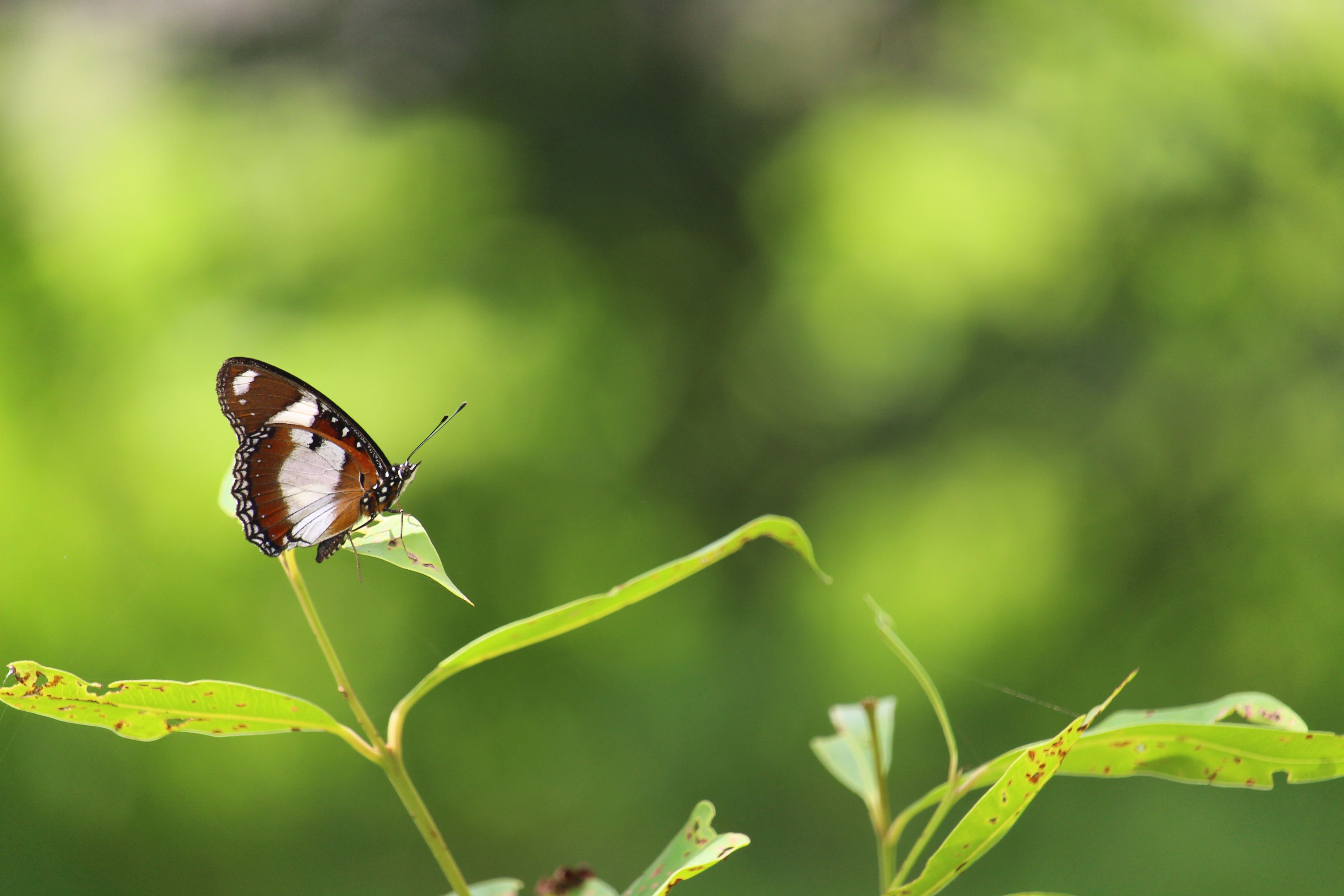 Close-up Photo of a Butterfly · Free Stock Photo