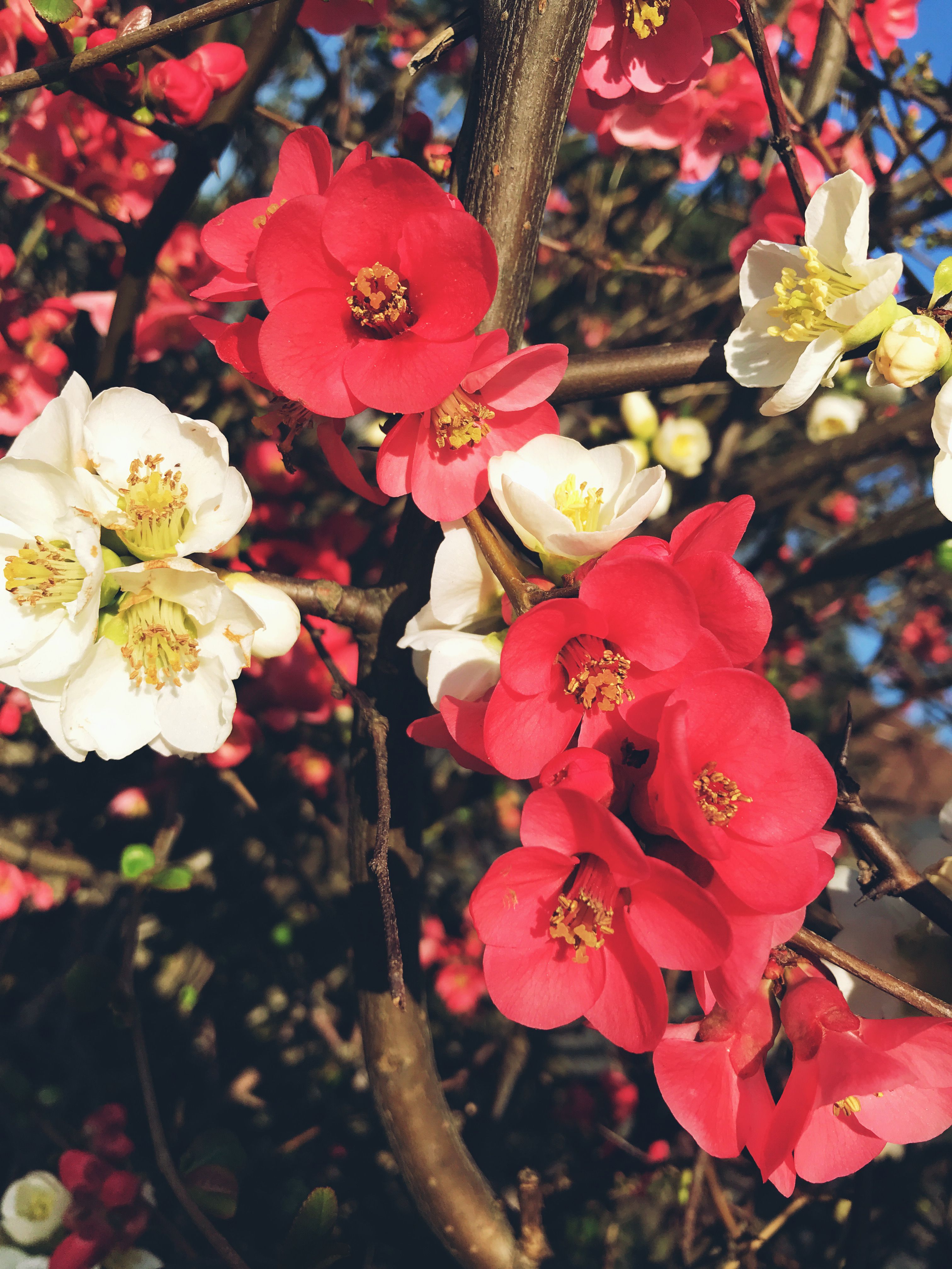 Flowers Growing over Gate to Garden · Free Stock Photo