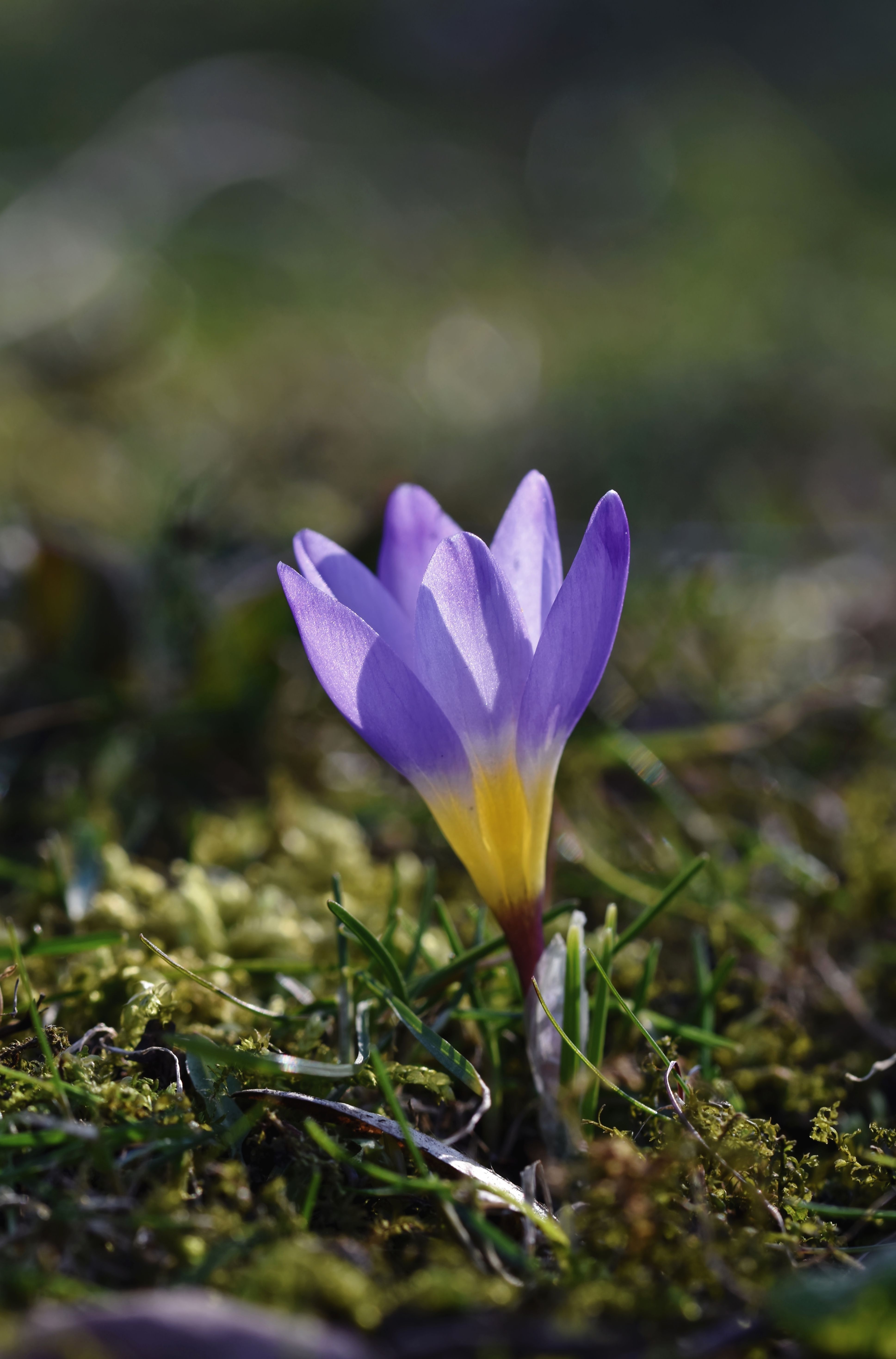 Flower And Moss Photos, Download The BEST Free Flower And Moss Stock ...