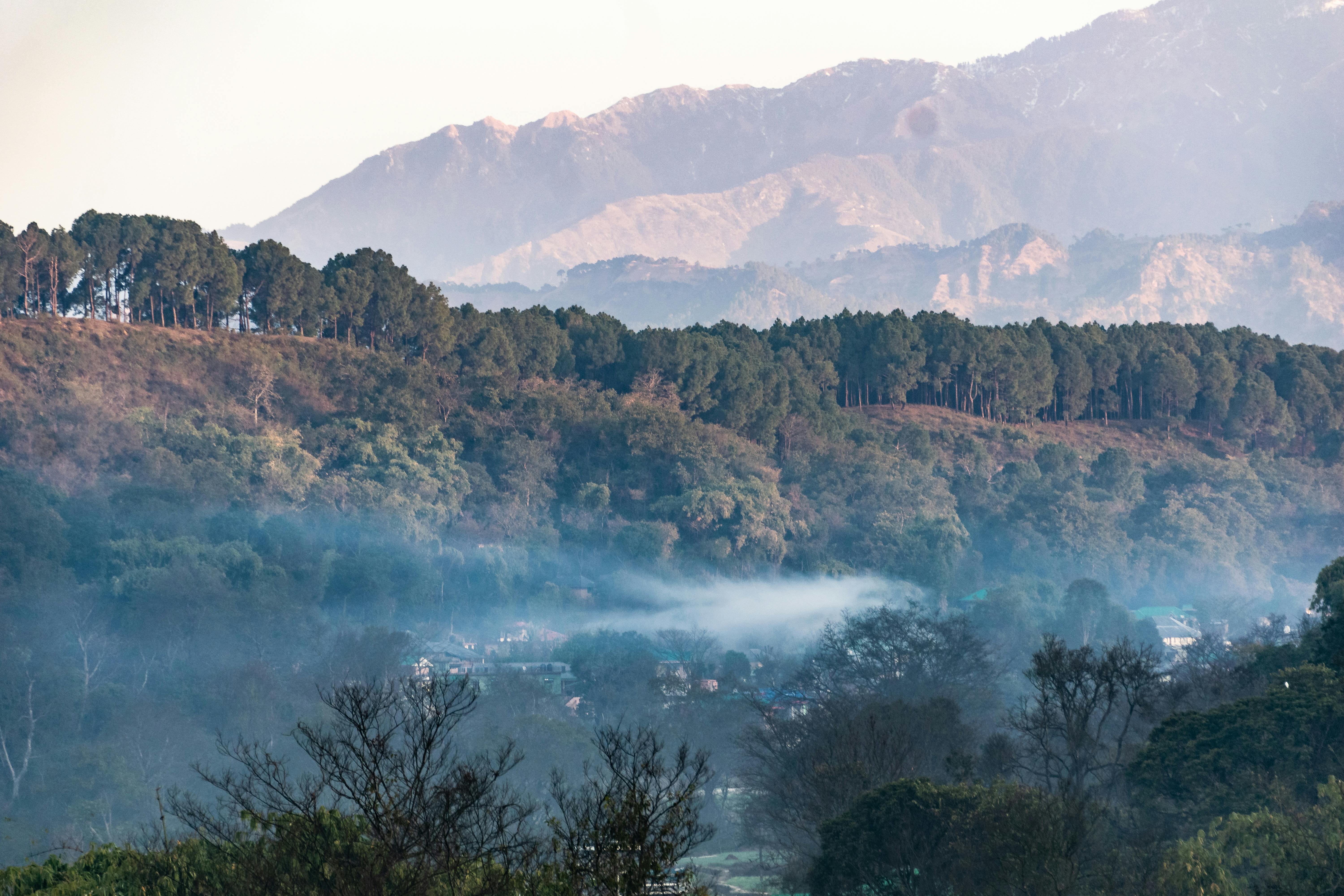 Forest and Mountain behind · Free Stock Photo
