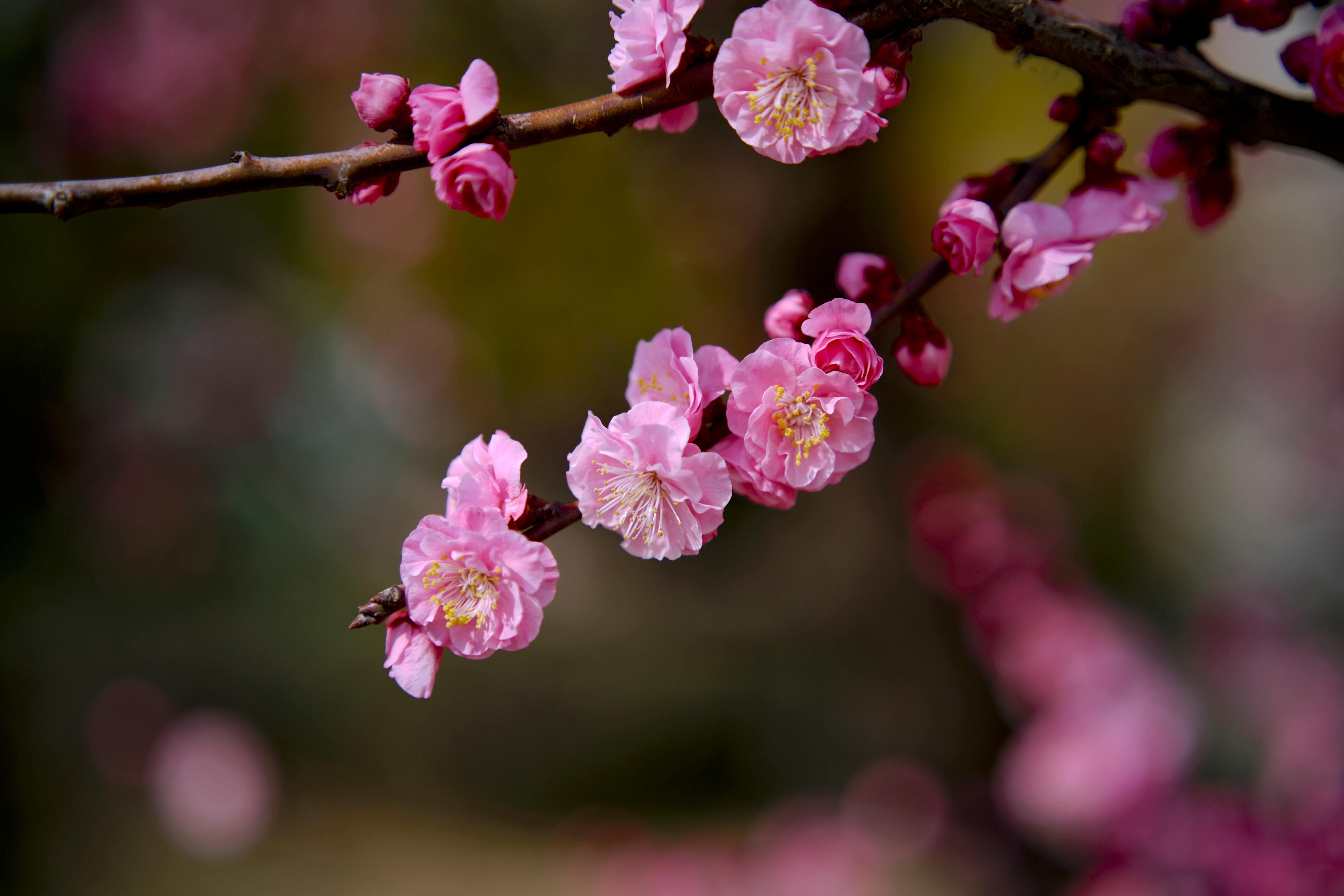 Pink Flowers on Branches · Free Stock Photo