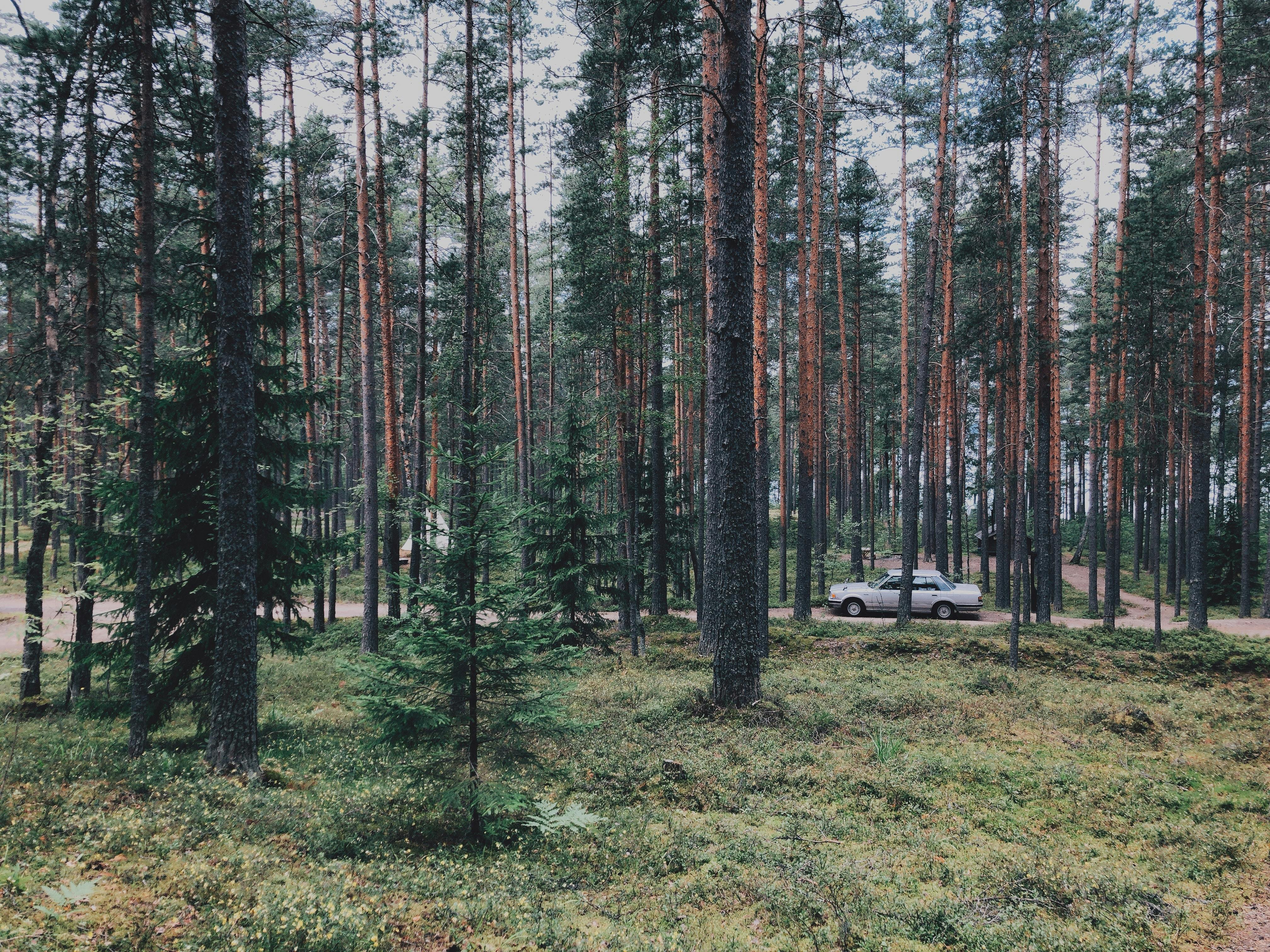 Forest Landscape with Car · Free Stock Photo