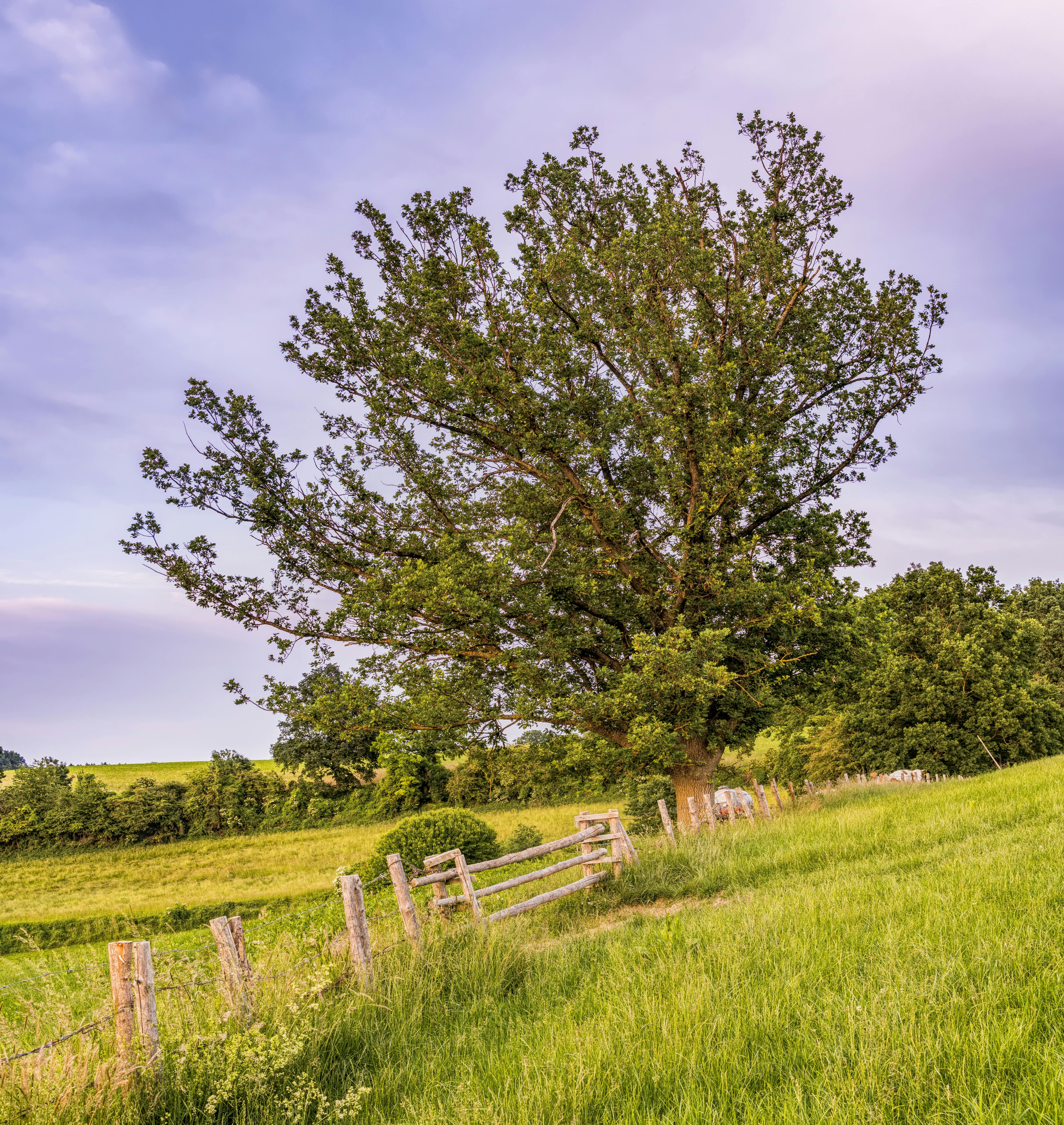 Green Leafed Tree · Free Stock Photo