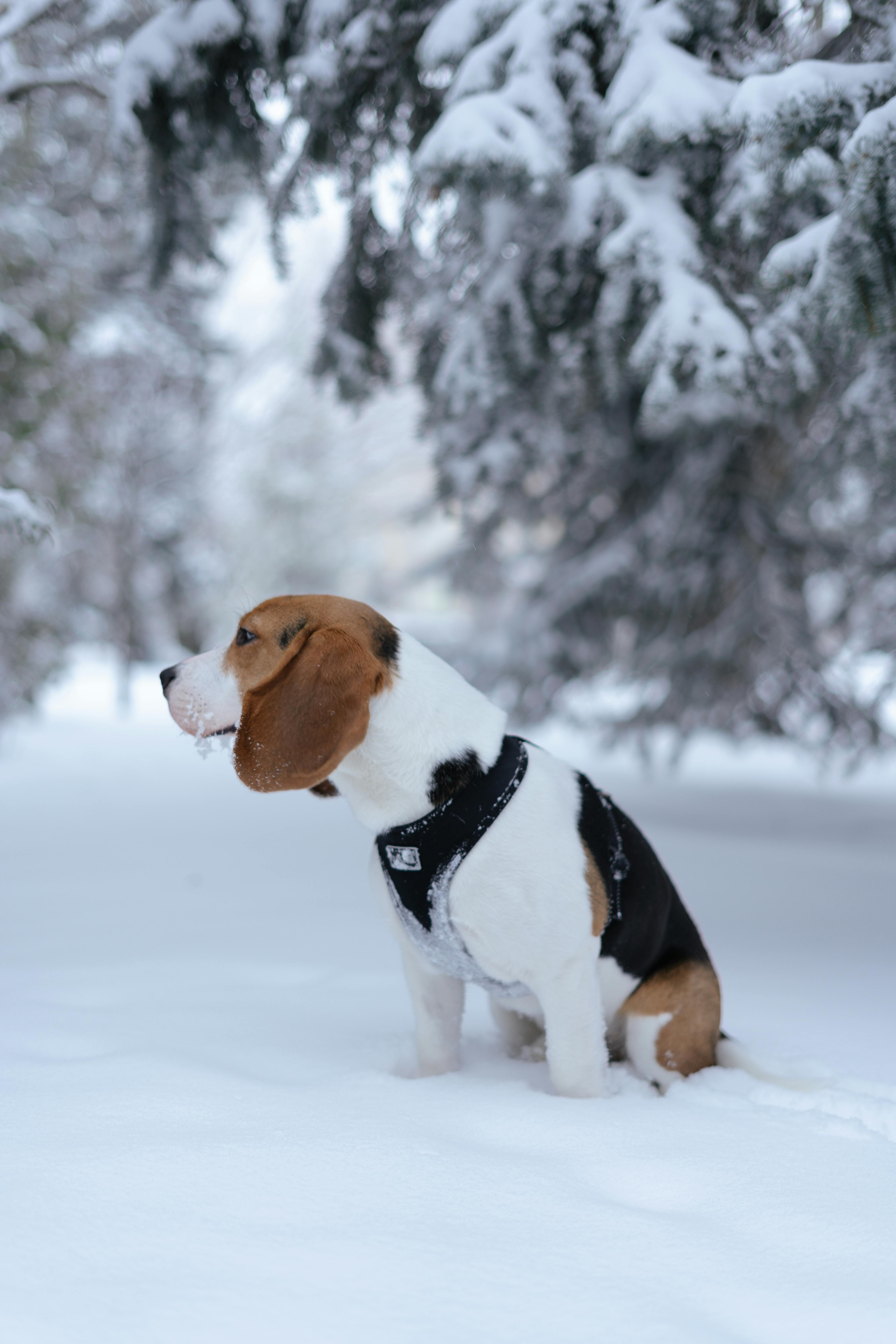 A Beagle on the Snow · Free Stock Photo