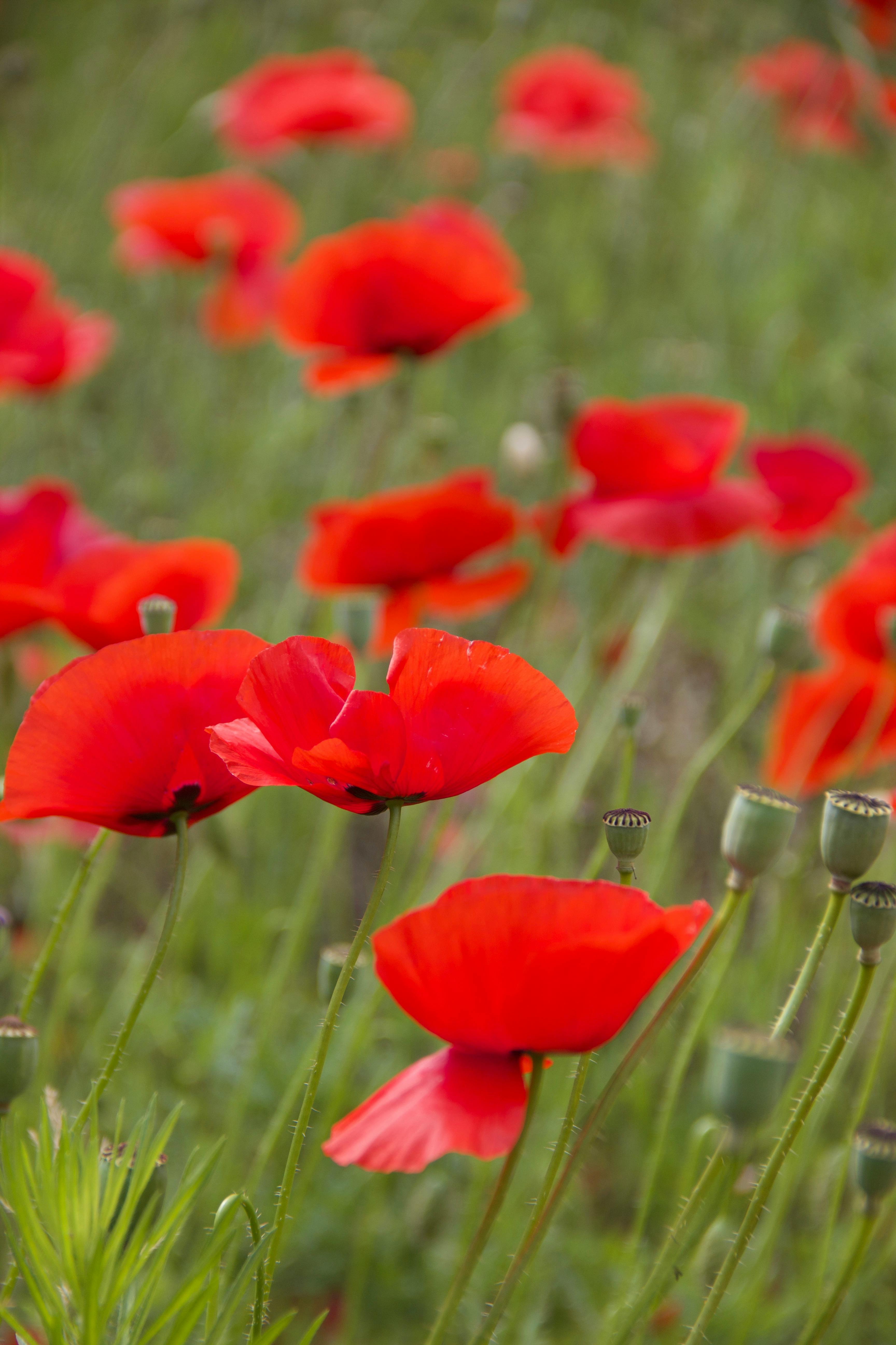 Red Poppy Flowers · Free Stock Photo
