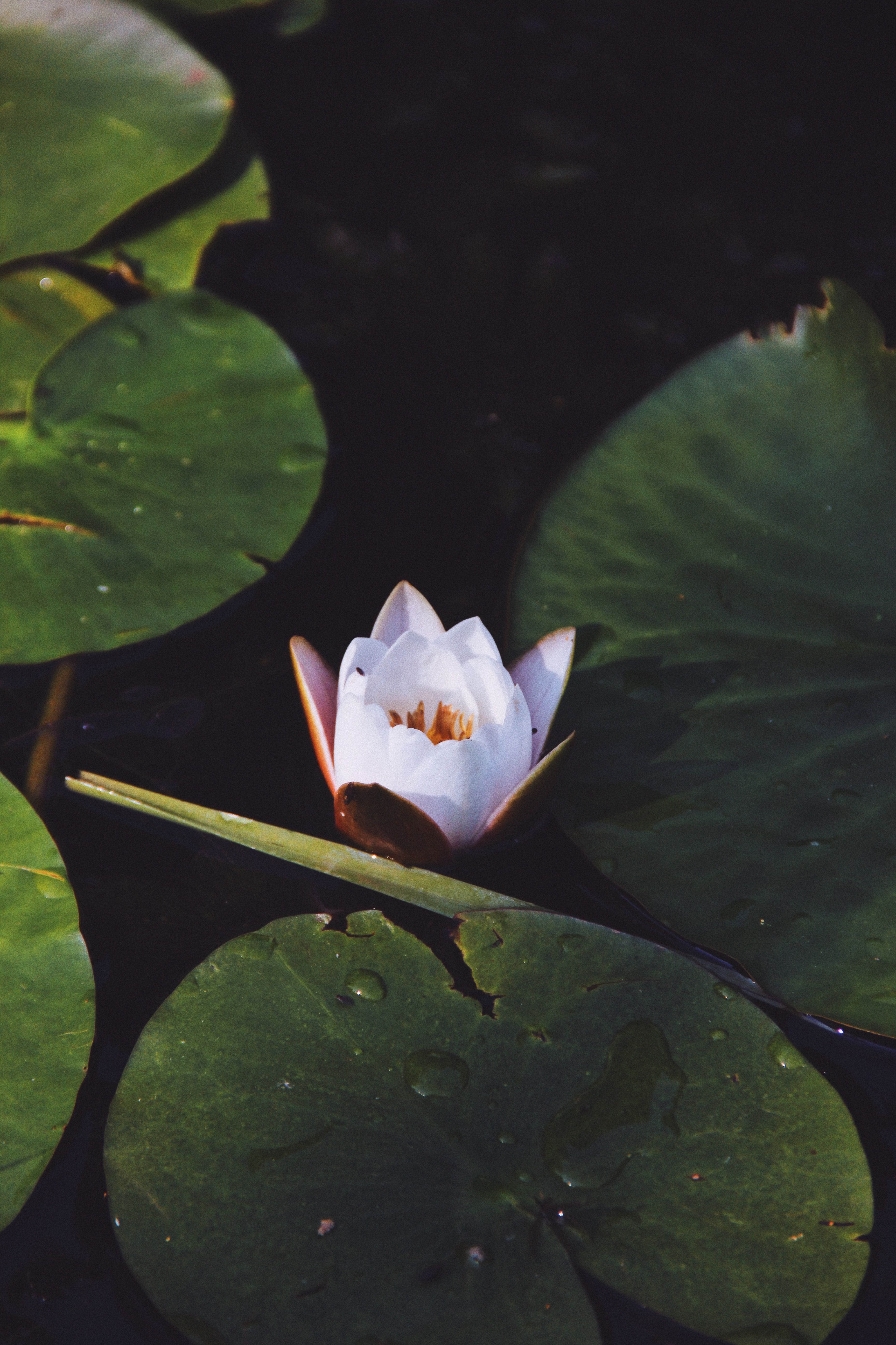 A Blooming Lotus Flower · Free Stock Photo
