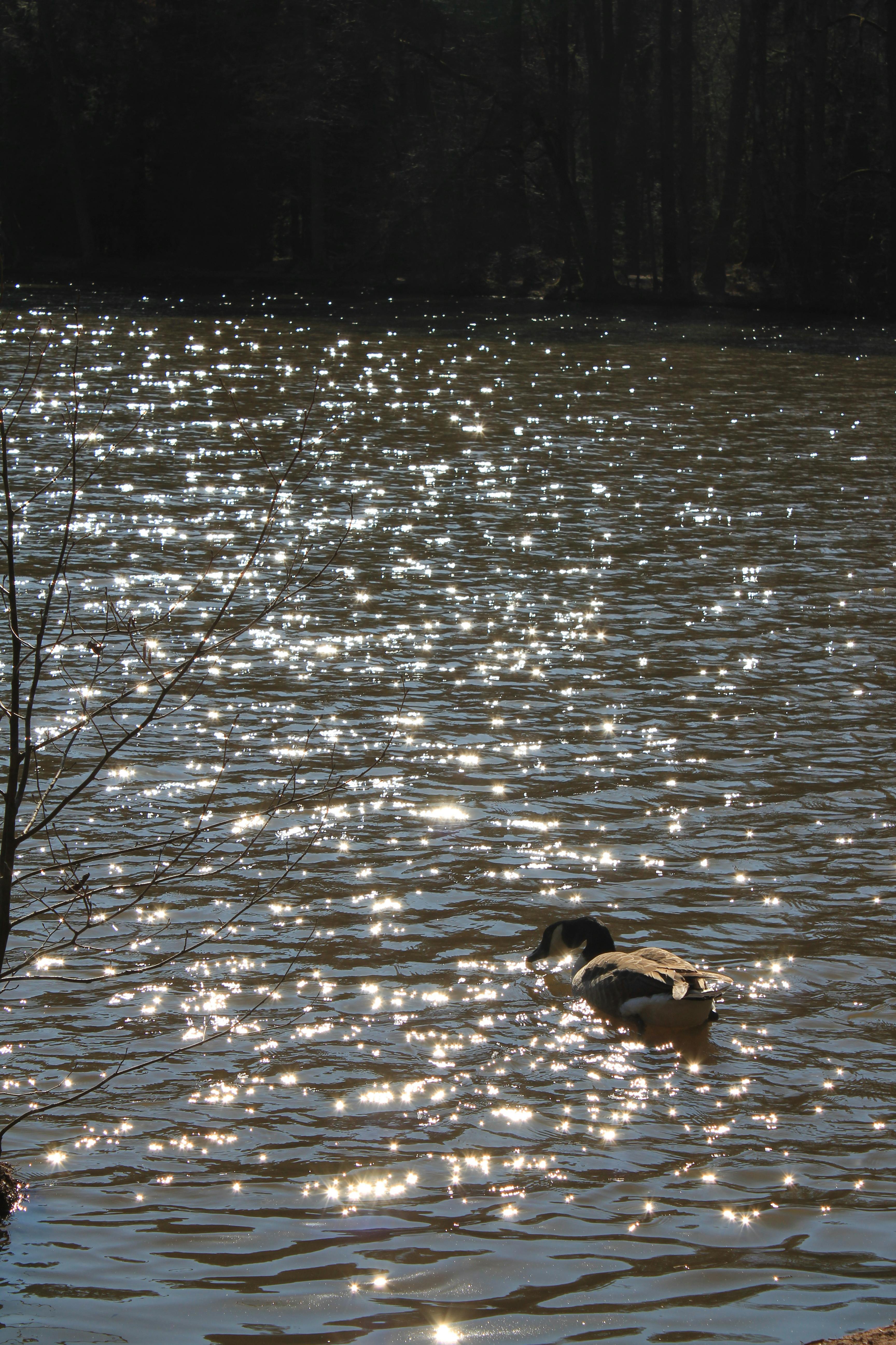 Daniel Vogel - 사진