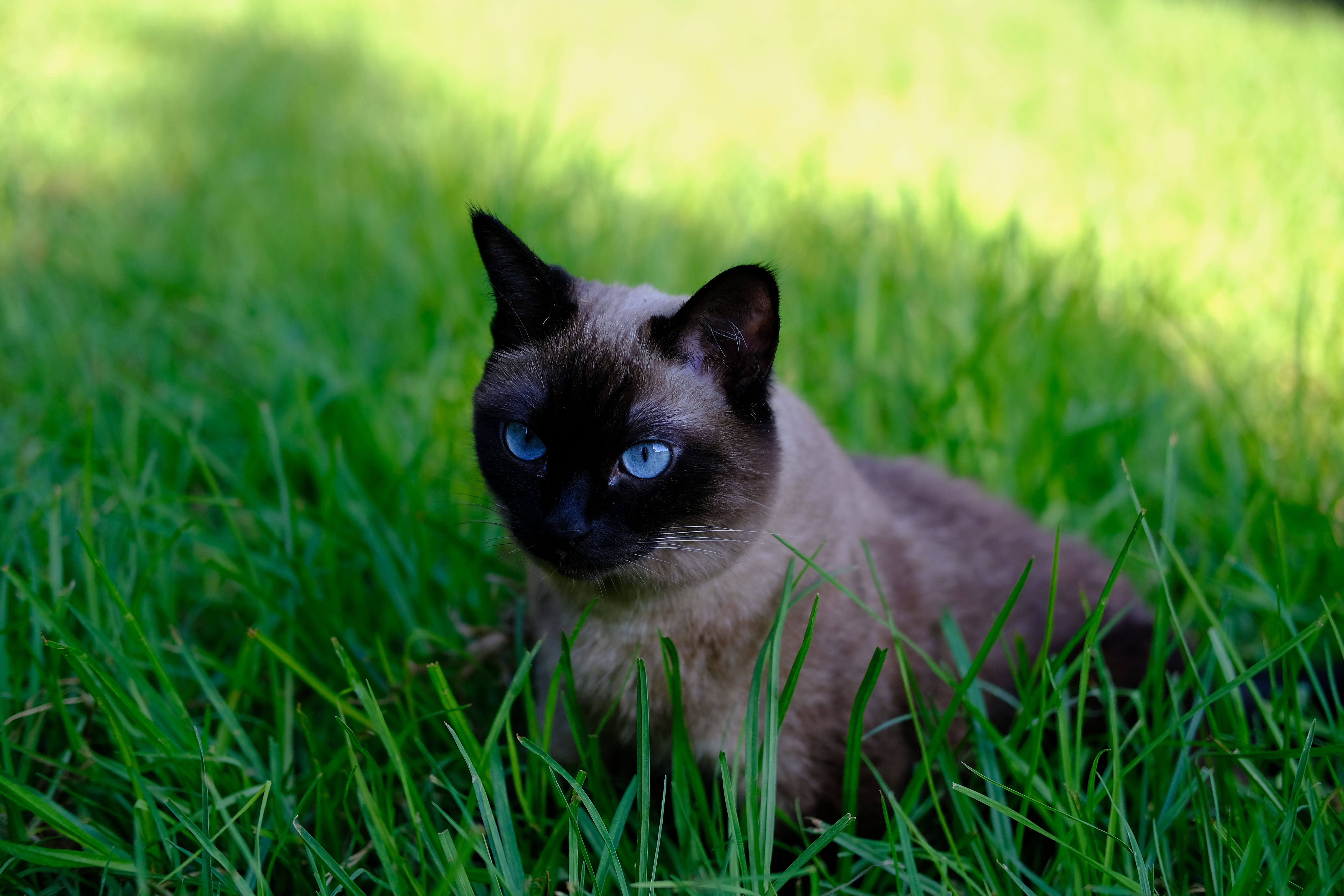 Brown and White Cat beside Chain Link Fence · Free Stock Photo