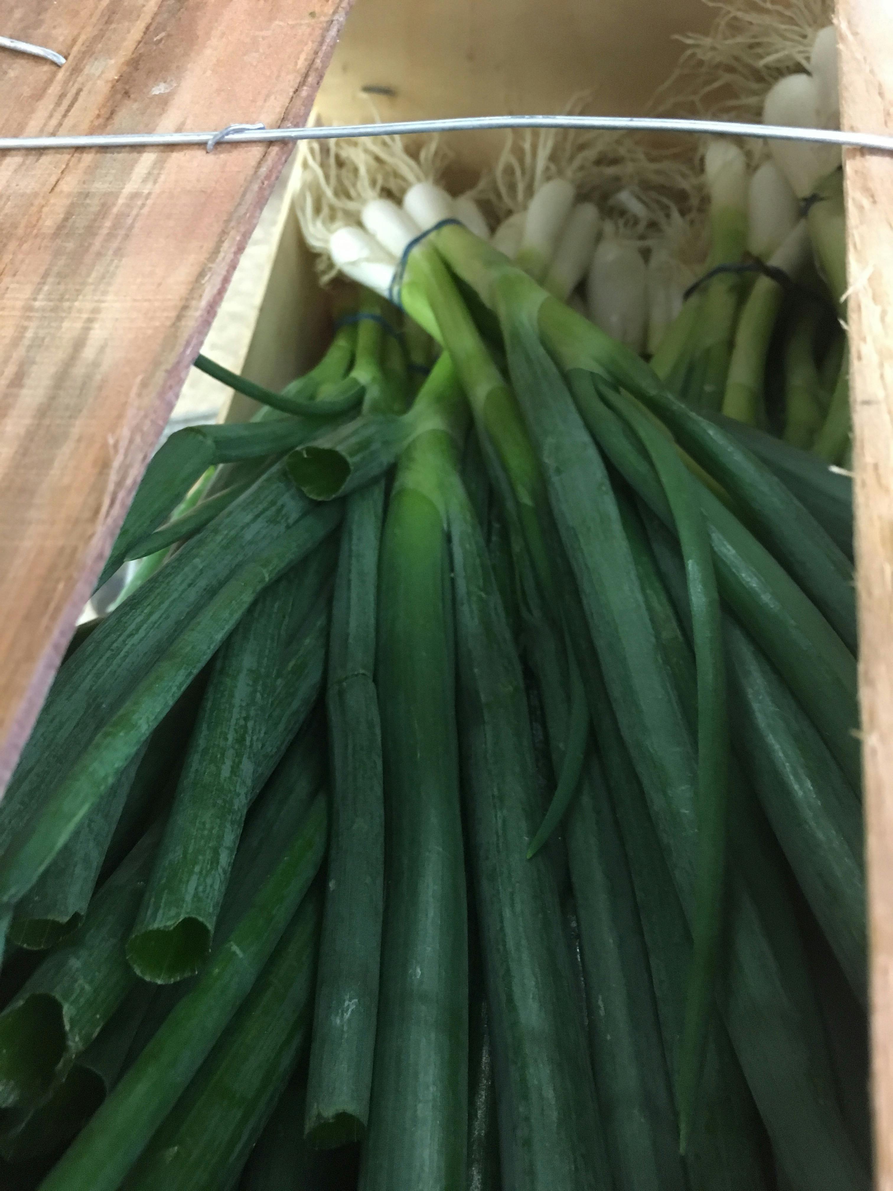 Free stock photo of Banana box market, New farm scallions - Stock Image ...