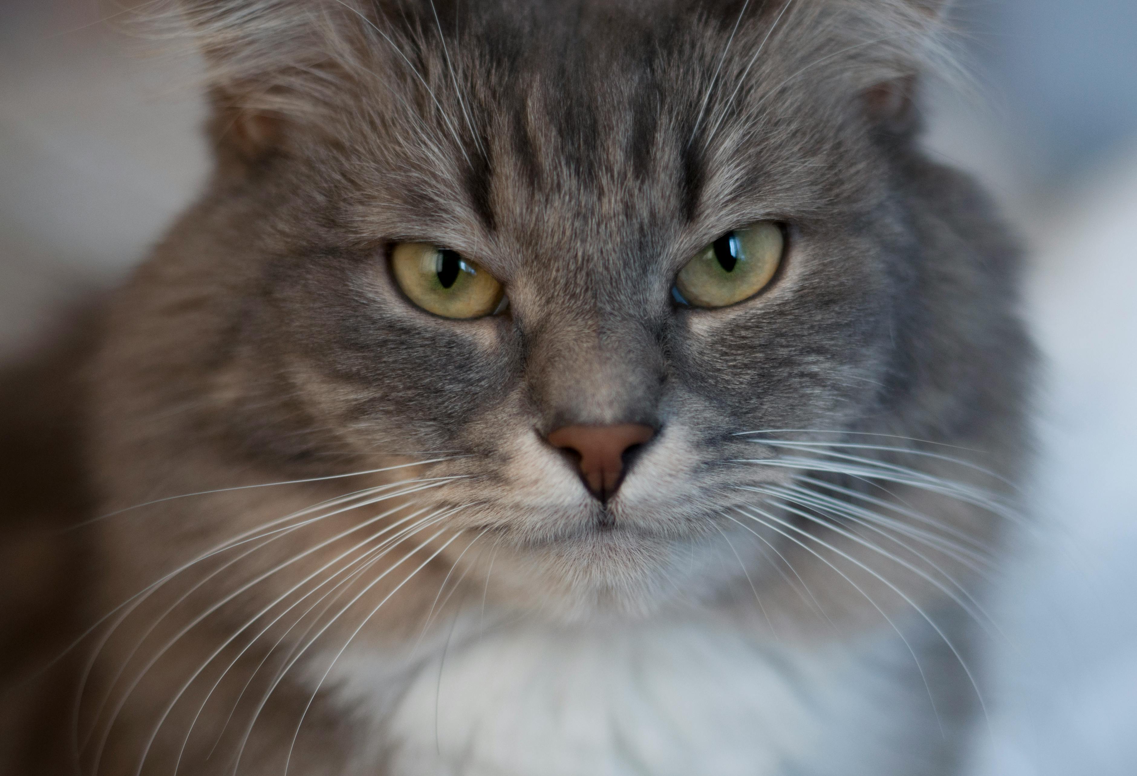 Free stock photo of cat