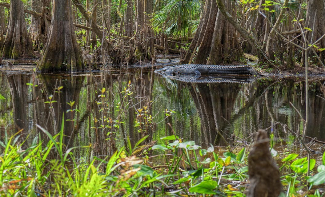 Do Alligators Eat Humans? Risks and Realities of Encounters