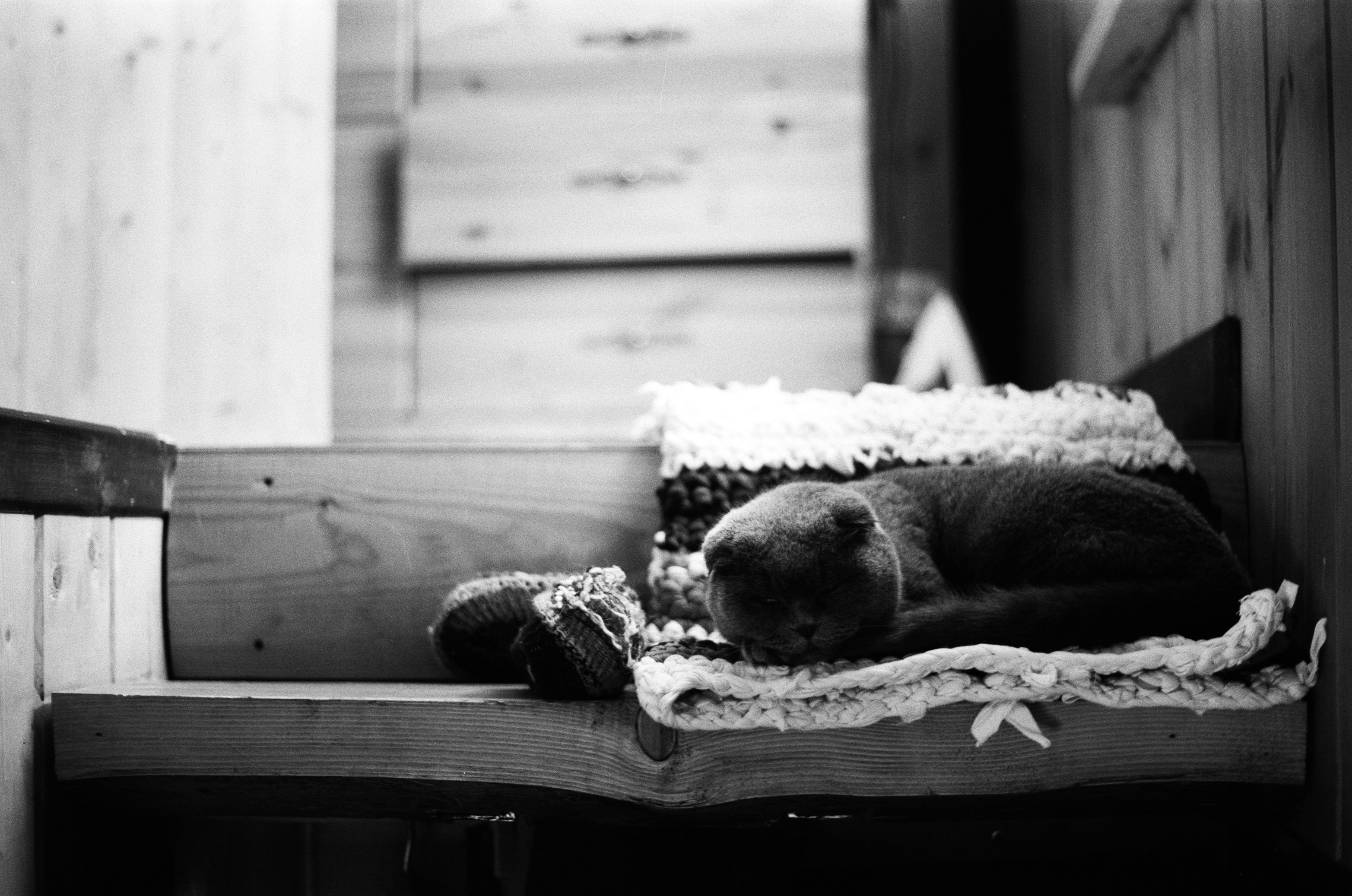 Grayscale Photo of Domesticated Animals on the Street · Free Stock Photo