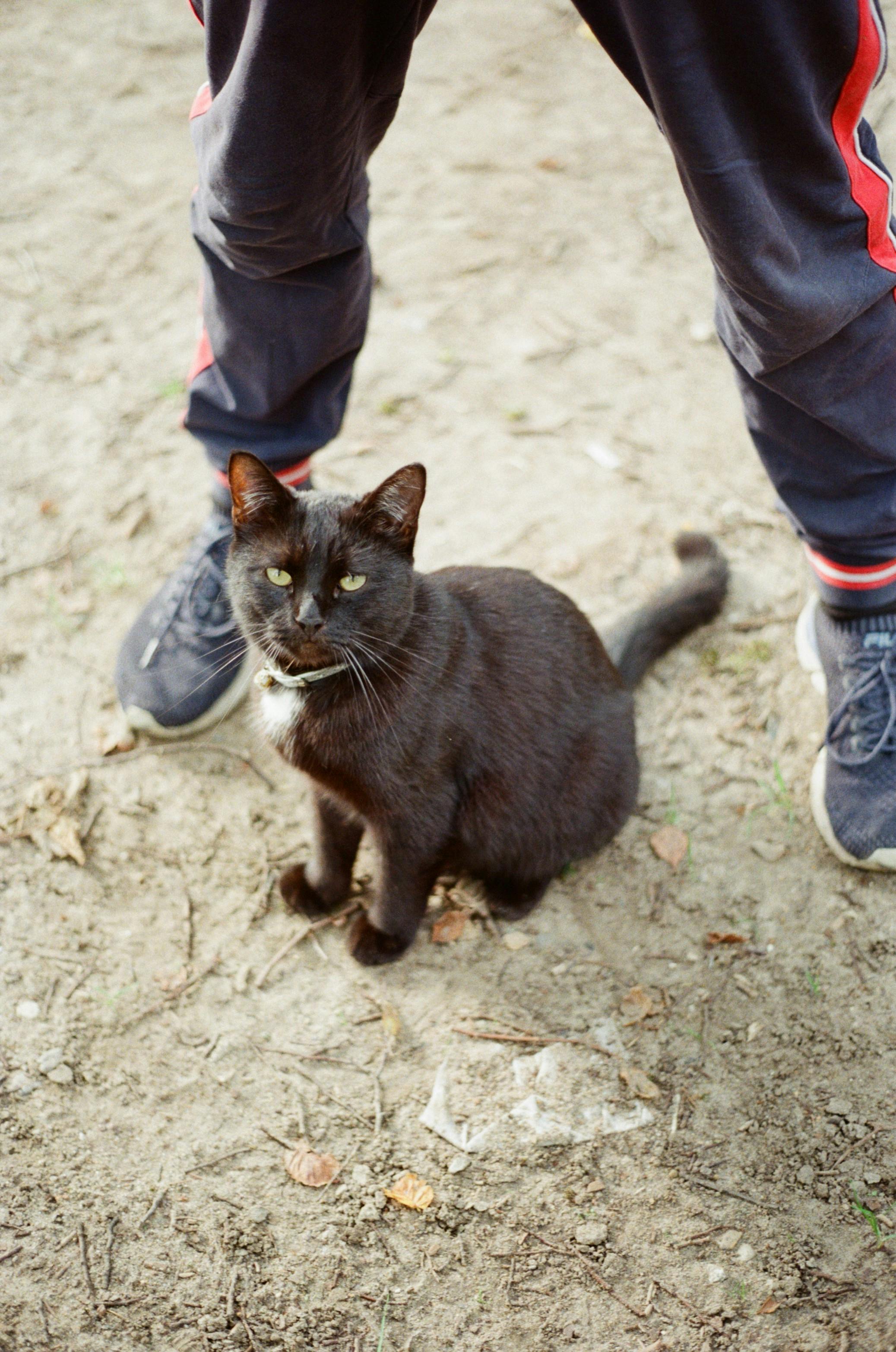 Legs Feline Photos, Download The BEST Free Legs Feline Stock Photos ...