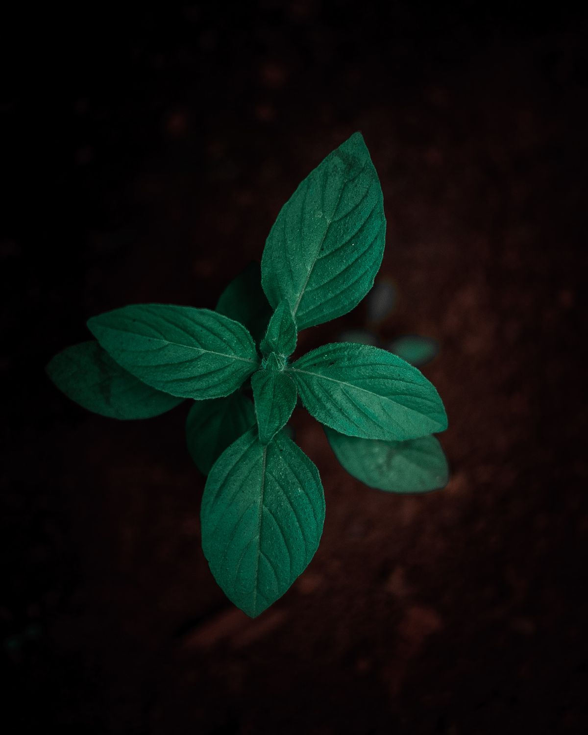 Green Leaf Photos, Download The BEST Free Green Leaf Stock Photos & HD ...