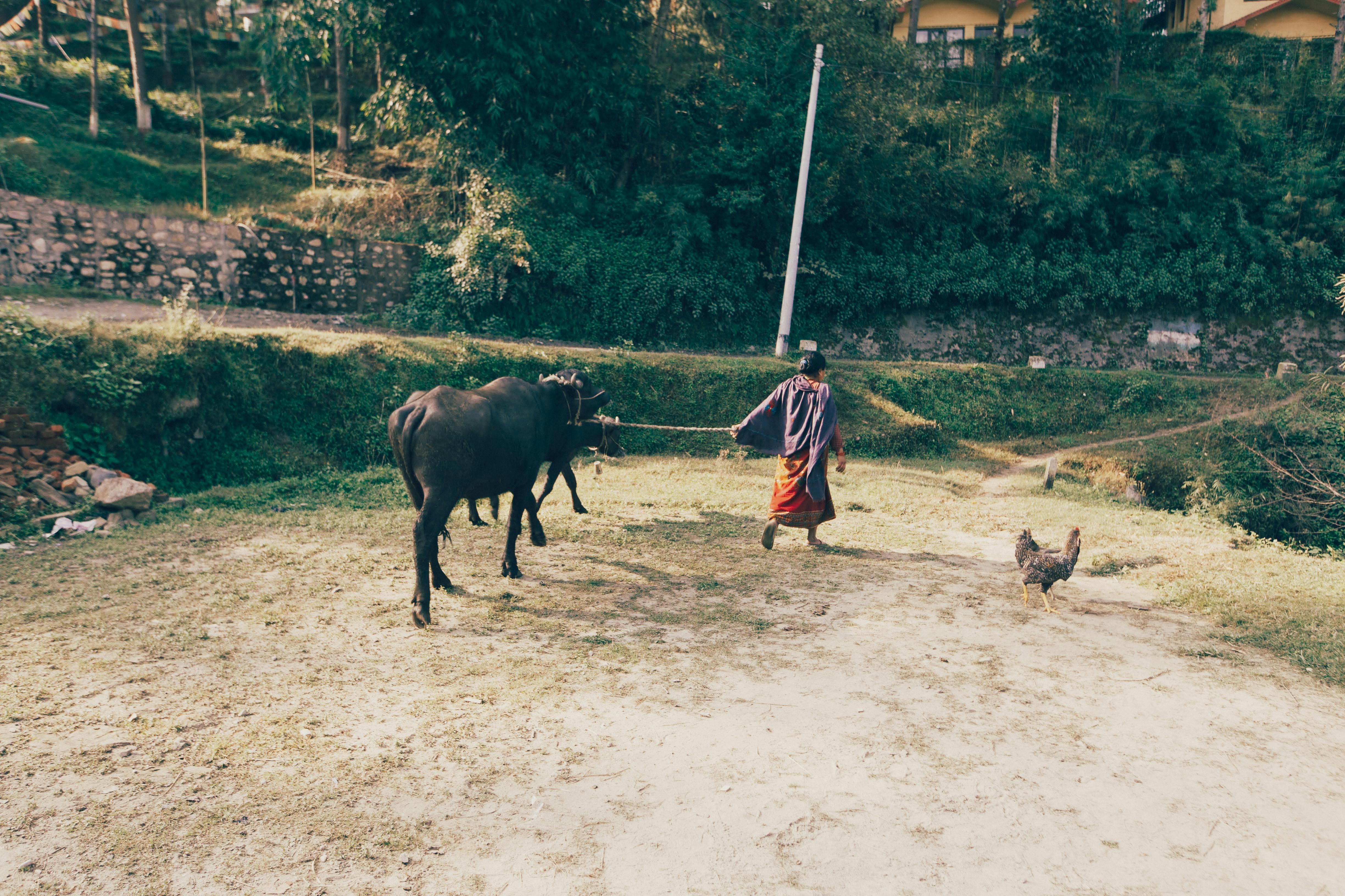 Woman Leading a Cow · Free Stock Photo